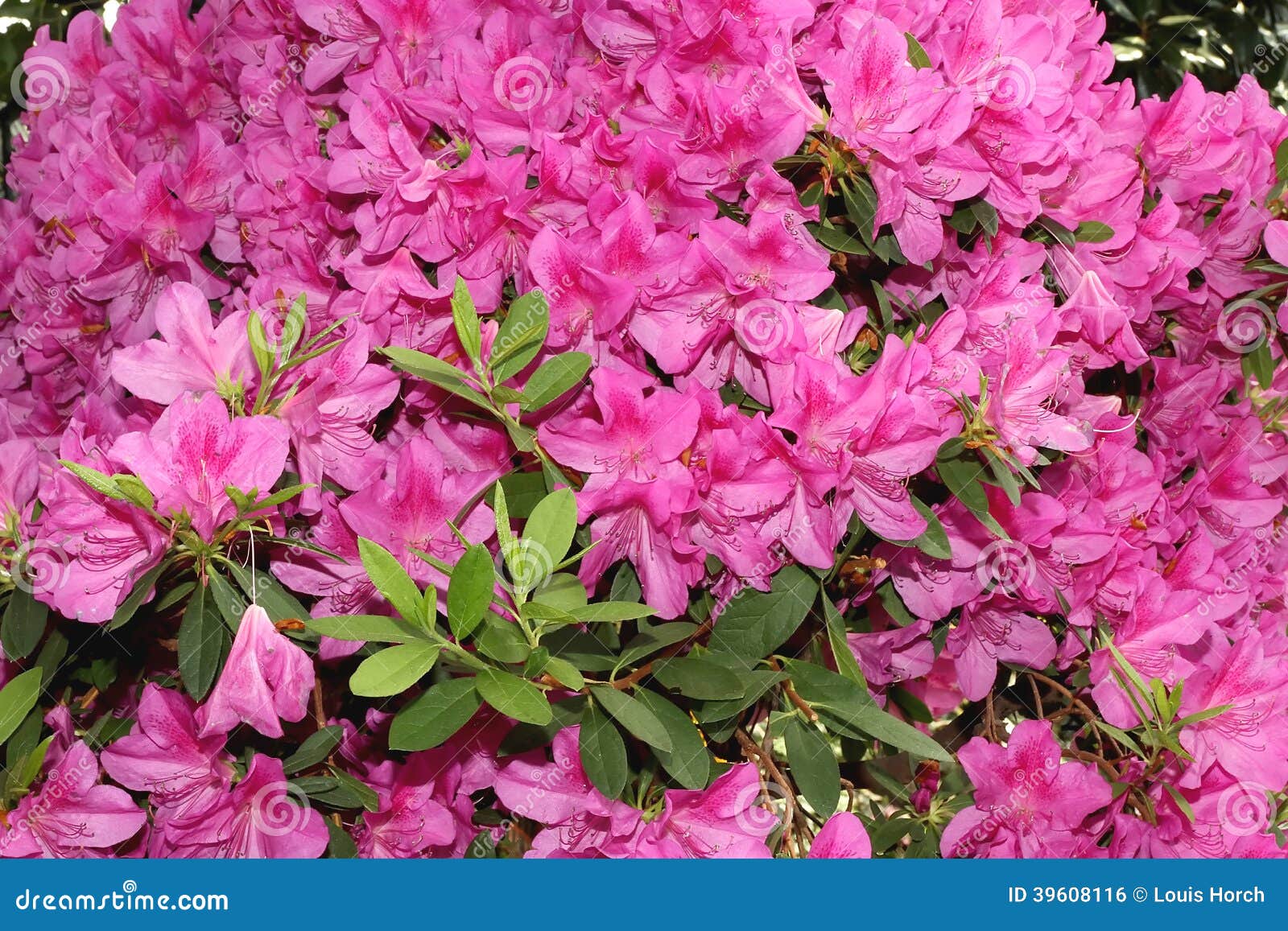 Azalea Tree Com Flores Cor-de-rosa Foto de Stock - Imagem de cultivado ...