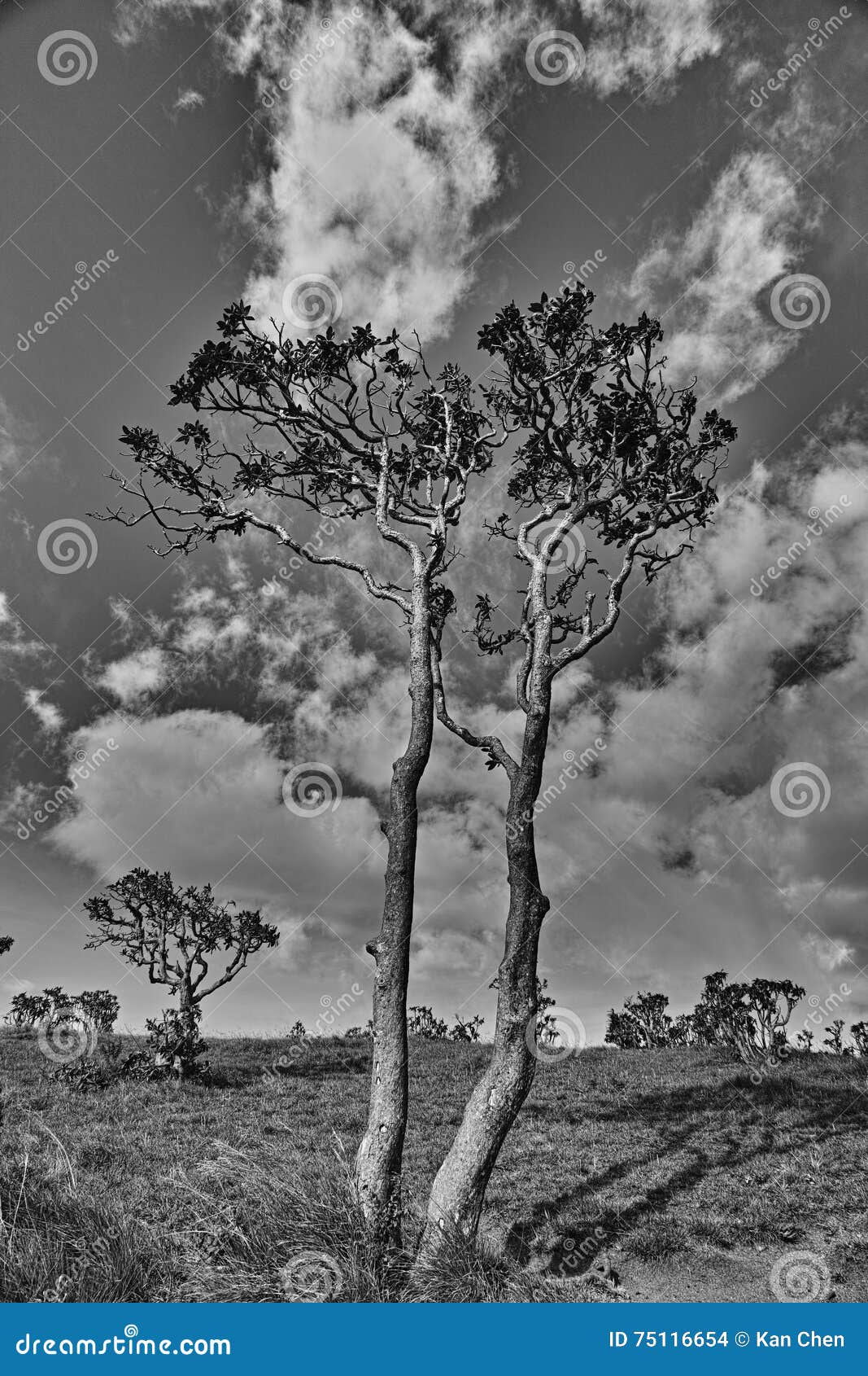 The azalea tree stock photo. Image of trees, tree, dp1m - 75116654