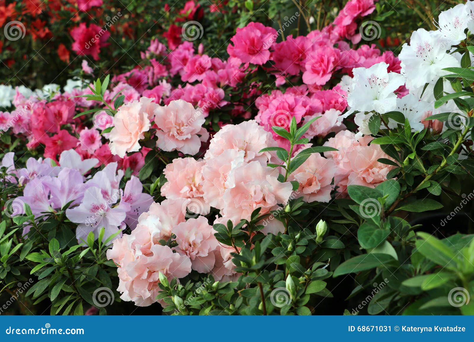 Azalea trees. stock image. Image of summer, pink, rhododendron - 68671031