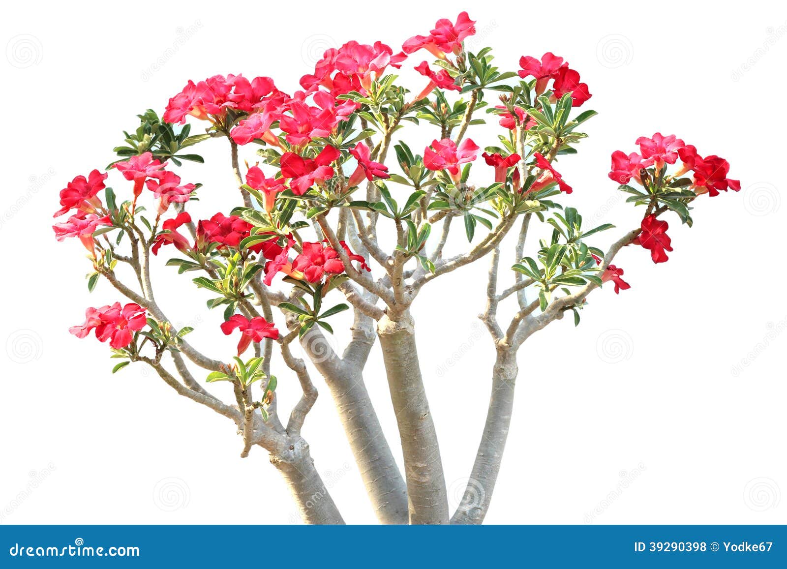 Azalea trees isolated stock photo. Image of blossom, adenium - 39290398