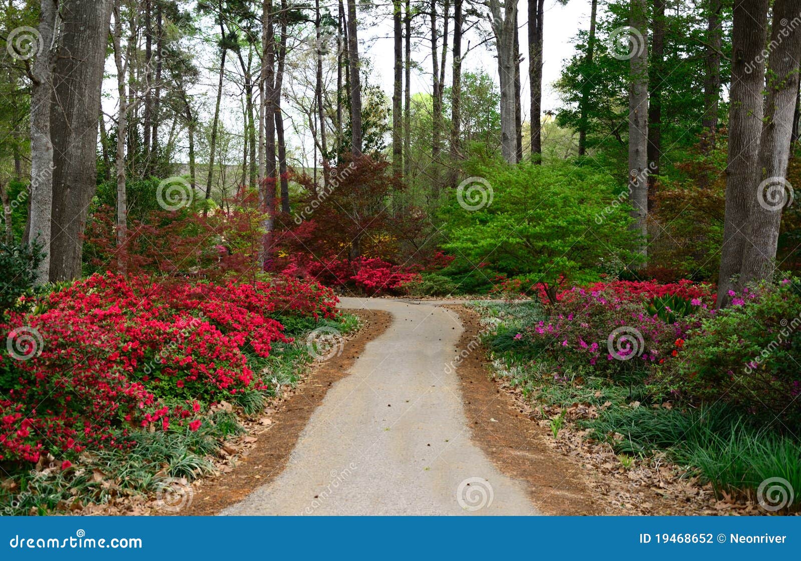 Azalea Walk stock photo. Image of azalea, trees, blossoms - 19468652