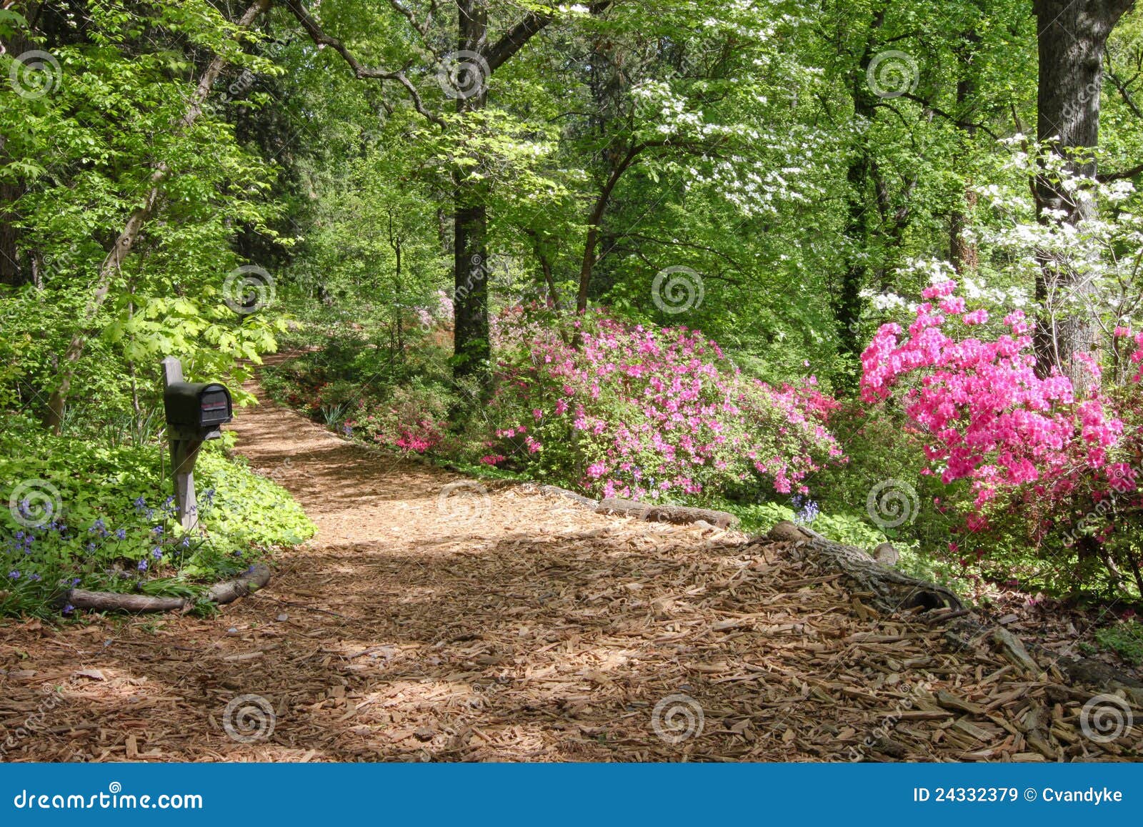 Azalea Walk US National Arboretum Washington DC Stock Image - Image of ...