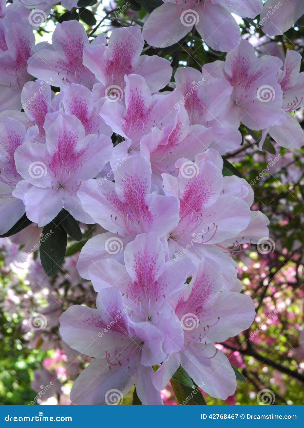 Azalea stock image. Image of spring, pretty, azaleas - 42768467