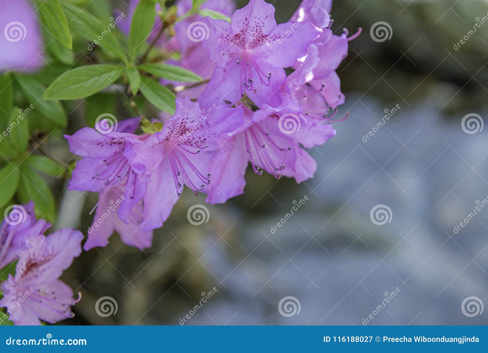 Azaleas imagen de archivo. Imagen de flores, familia - 116188027