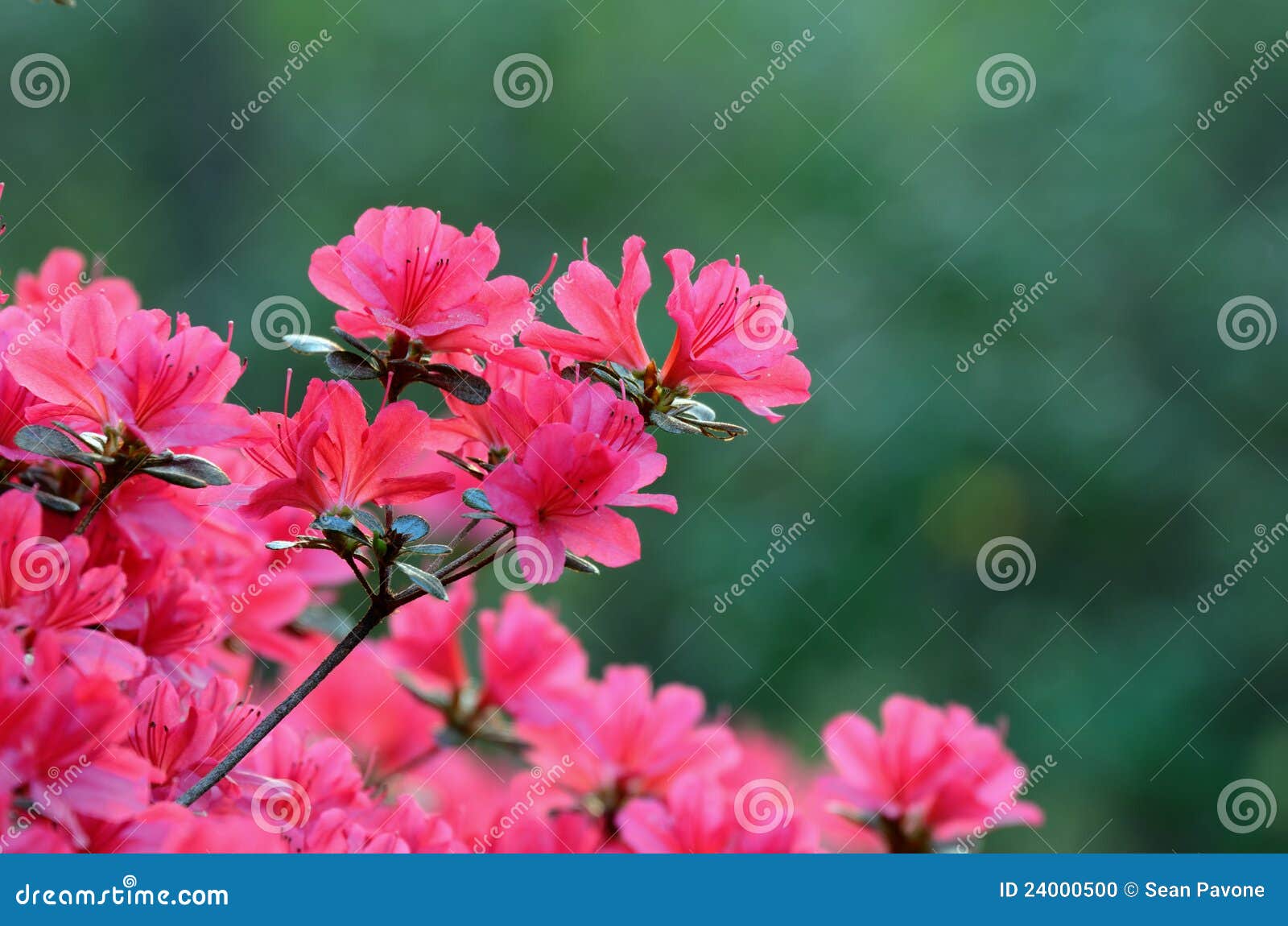 Azaleas stock photo. Image of blooming, azalea, azaleas - 24000500
