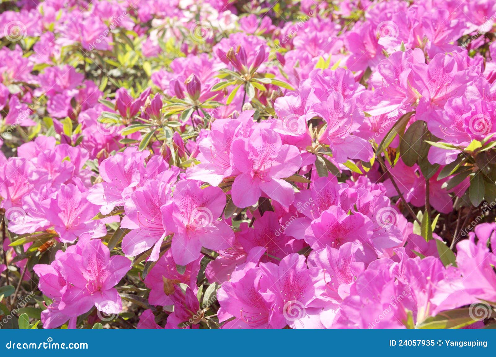 Azaleas stock image. Image of jiangsu, jiangnan, beautiful - 24057935