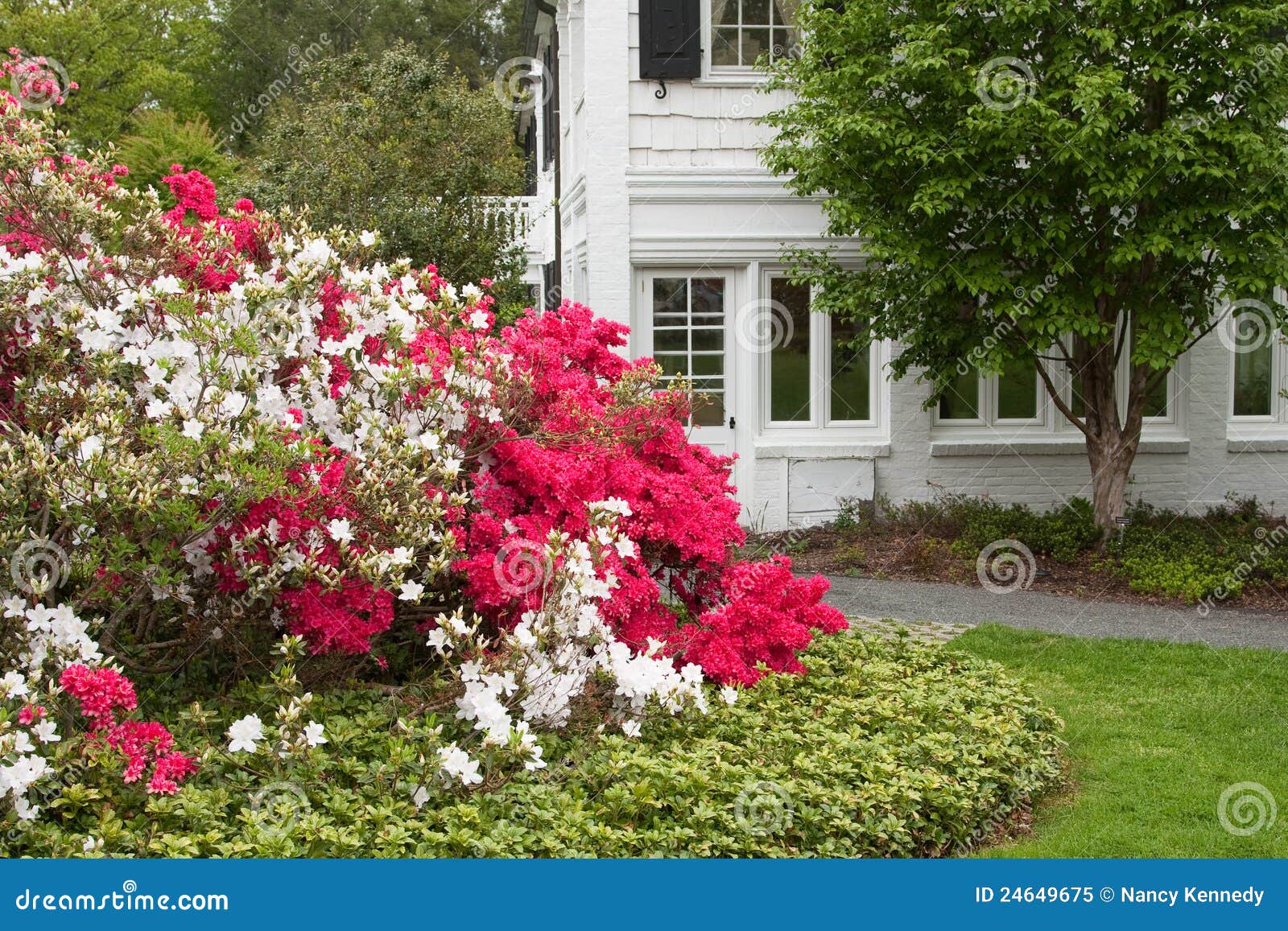 Azaleas stock image. Image of spring, azalea, landscape - 24649675