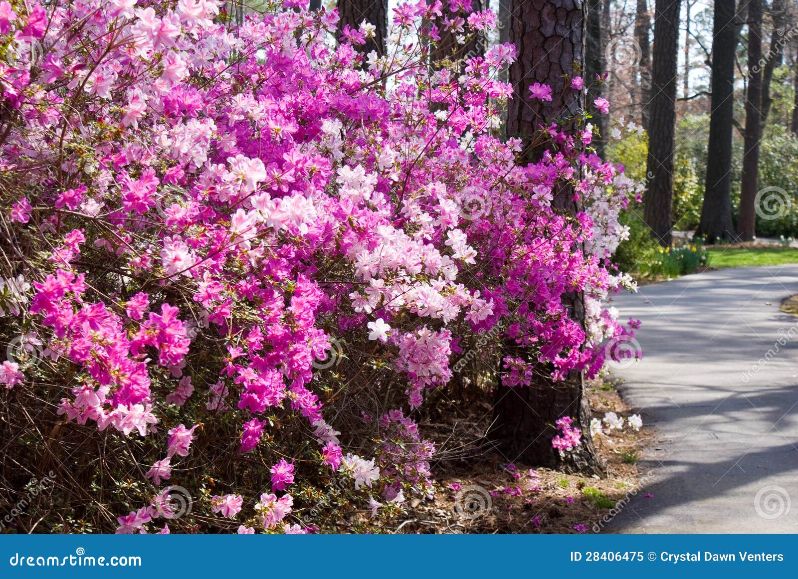 Azaleas stock image. Image of fall, spring, trunks, white - 28406475