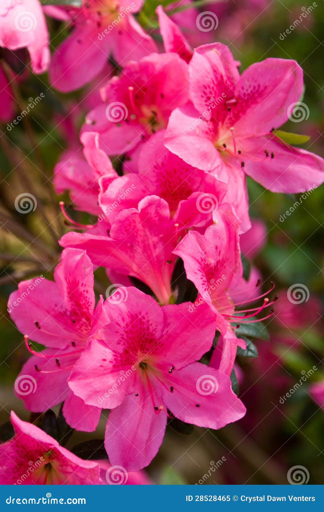 Azaleas stock image. Image of flower, pink, green, petal - 28528465