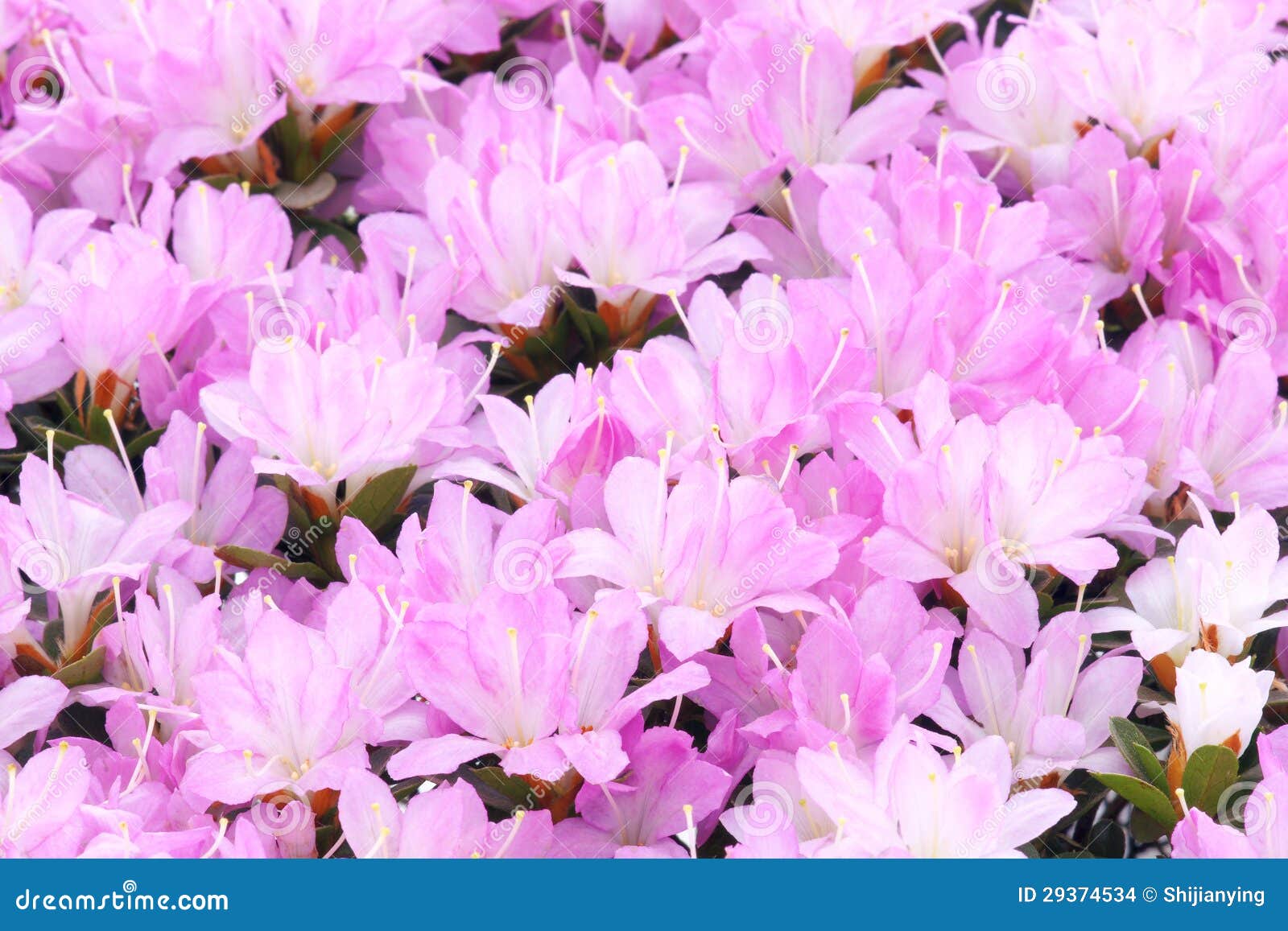 Azaleas stock photo. Image of pink, blossom, azaleas - 29374534