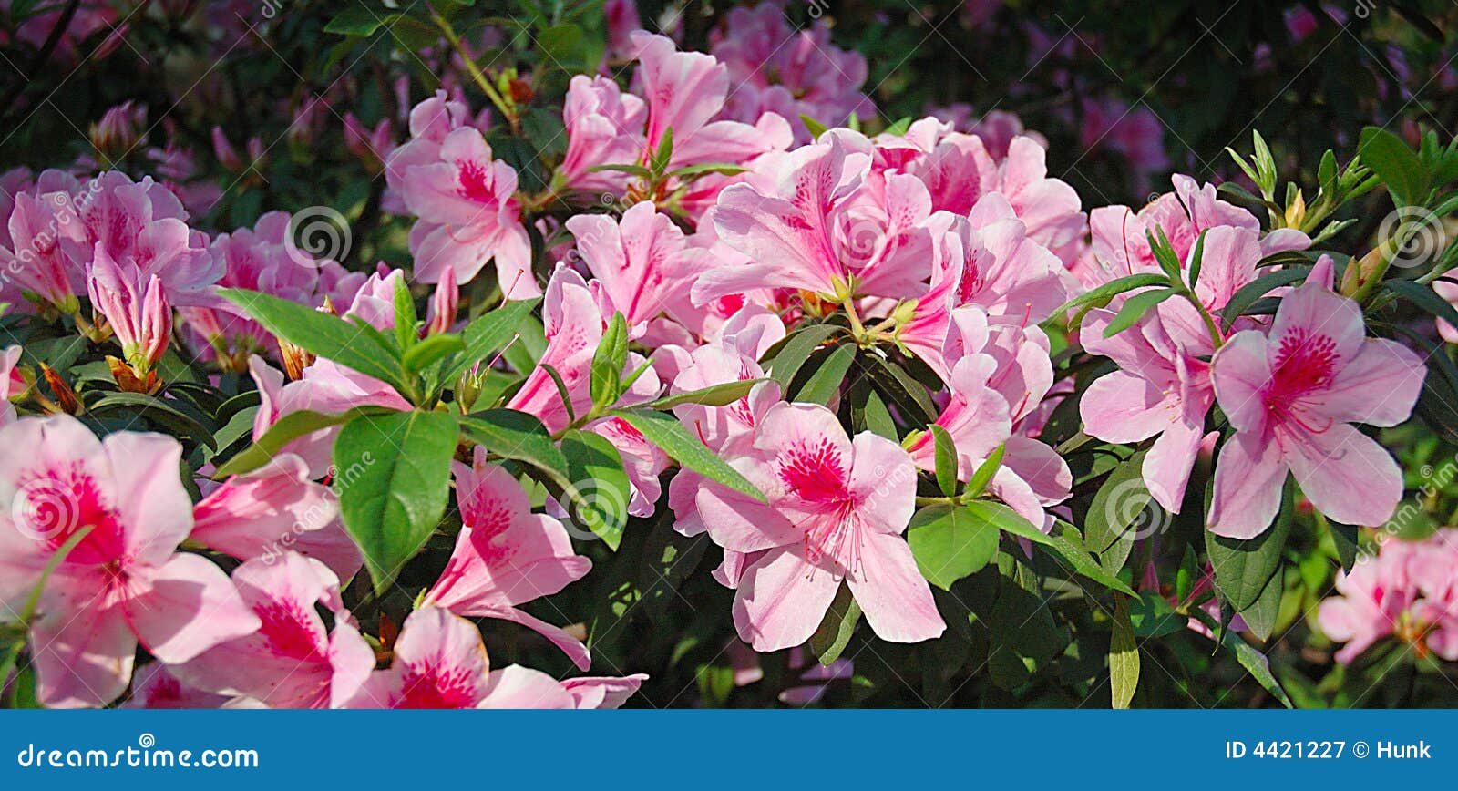 Azaleas stock image. Image of plant, colour, grow, green - 4421227