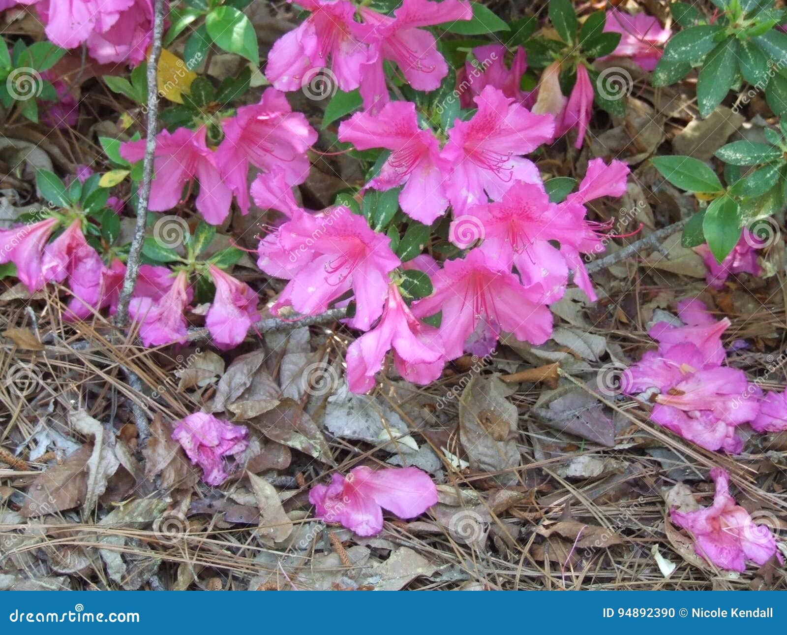 Azaleas foto de archivo. Imagen de flor, carolina, rosa - 94892390