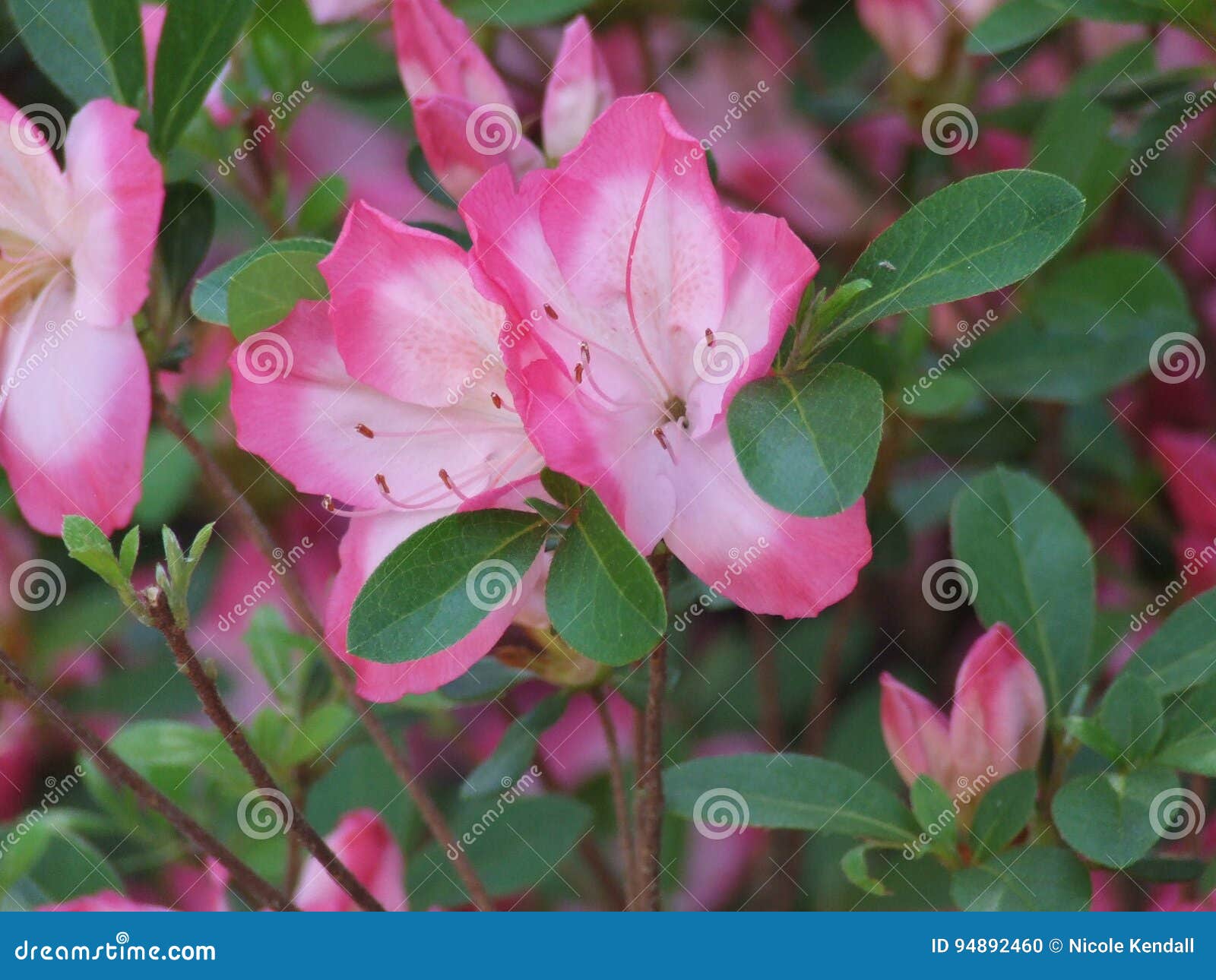 Azaleas foto de archivo. Imagen de rosa, carolina, flor - 94892460
