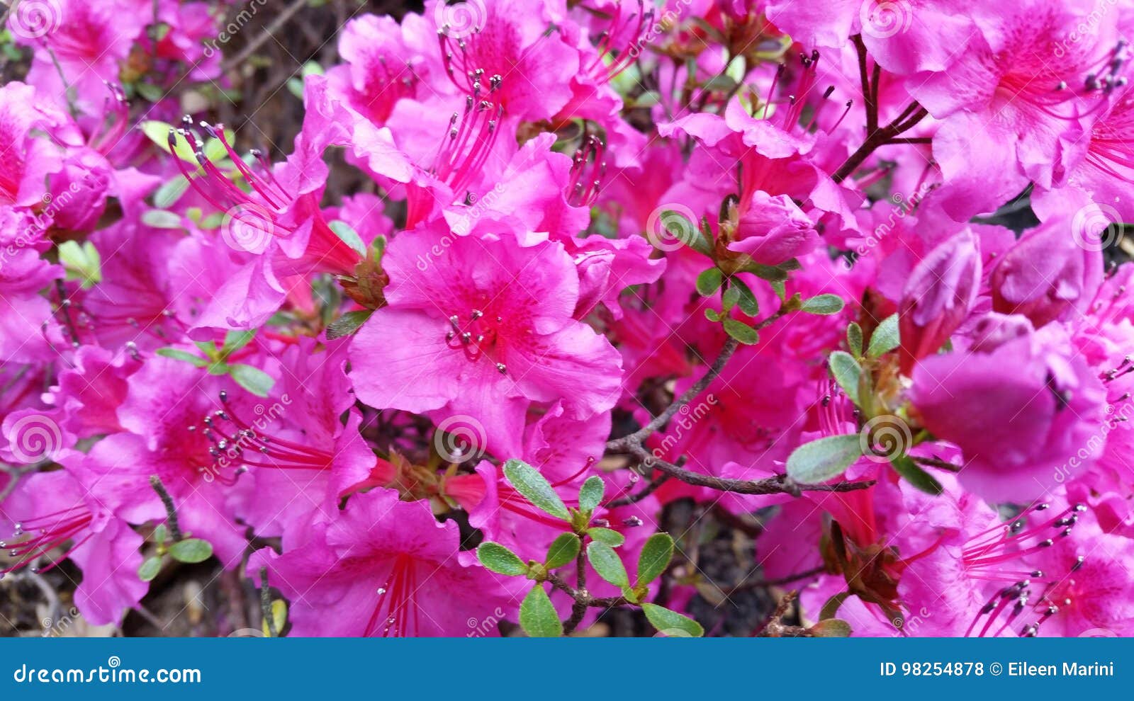 Azaleas stock photo. Image of beautiful, vibrant, azaleas - 98254878