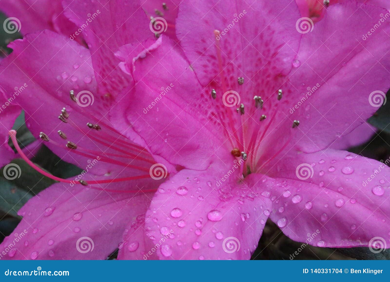 Azaleas in Bloom stock photo. Image of tournament, bloom - 140331704