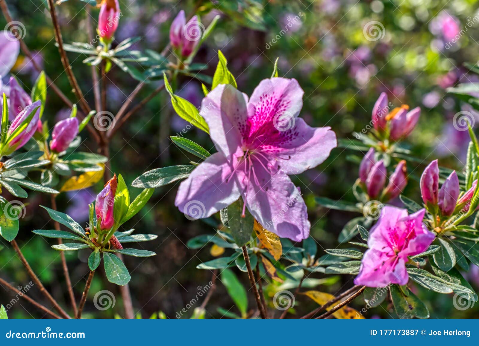 Azaleas Blooming in a Garden. Stock Image - Image of color, beautiful ...