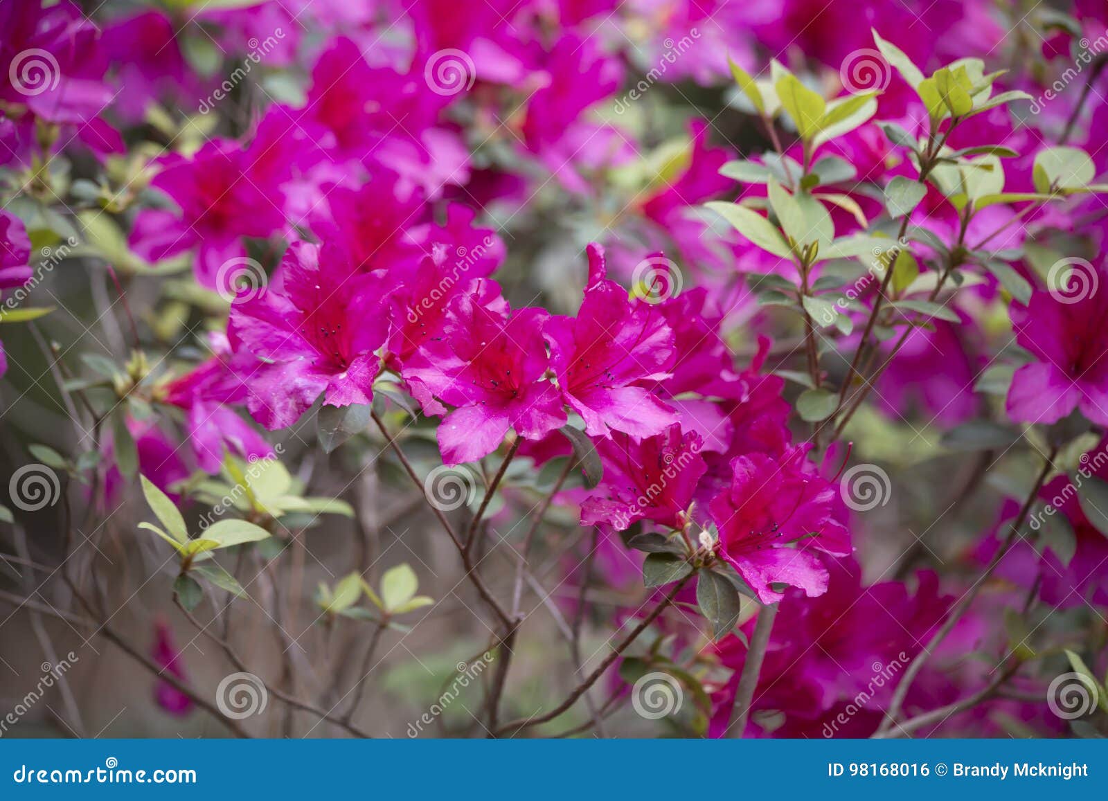 Azaleas stock photo. Image of azalea, botanical, leaf - 98168016