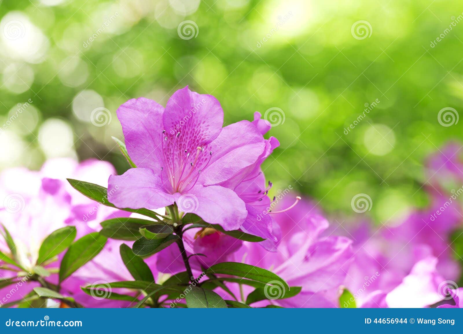 Azaleas stock photo. Image of morning, growth, flowers - 44656944