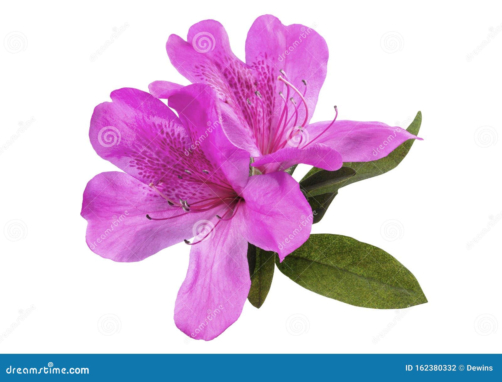 Azaleas Flowers with Leaves, Isolated on White Background with Clipping ...