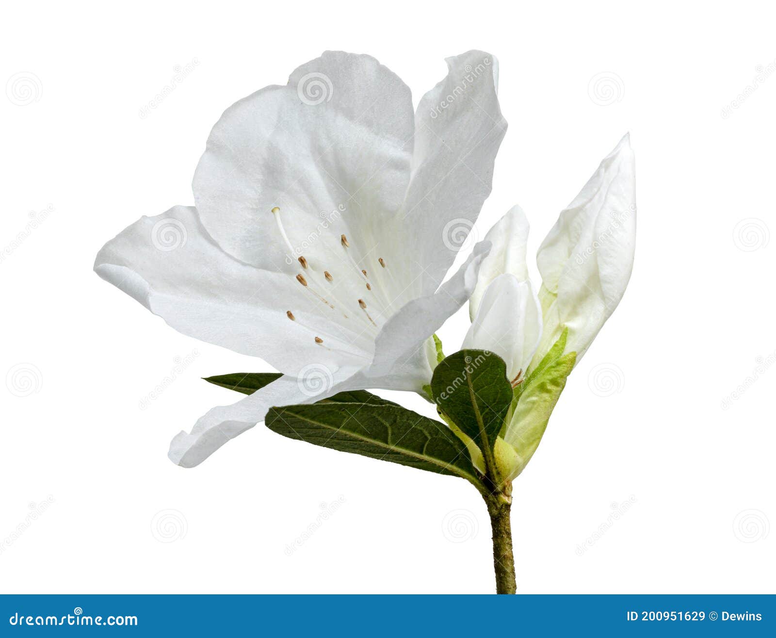 Azaleas Flowers with Leaves, White Flowers Isolated on White Background ...