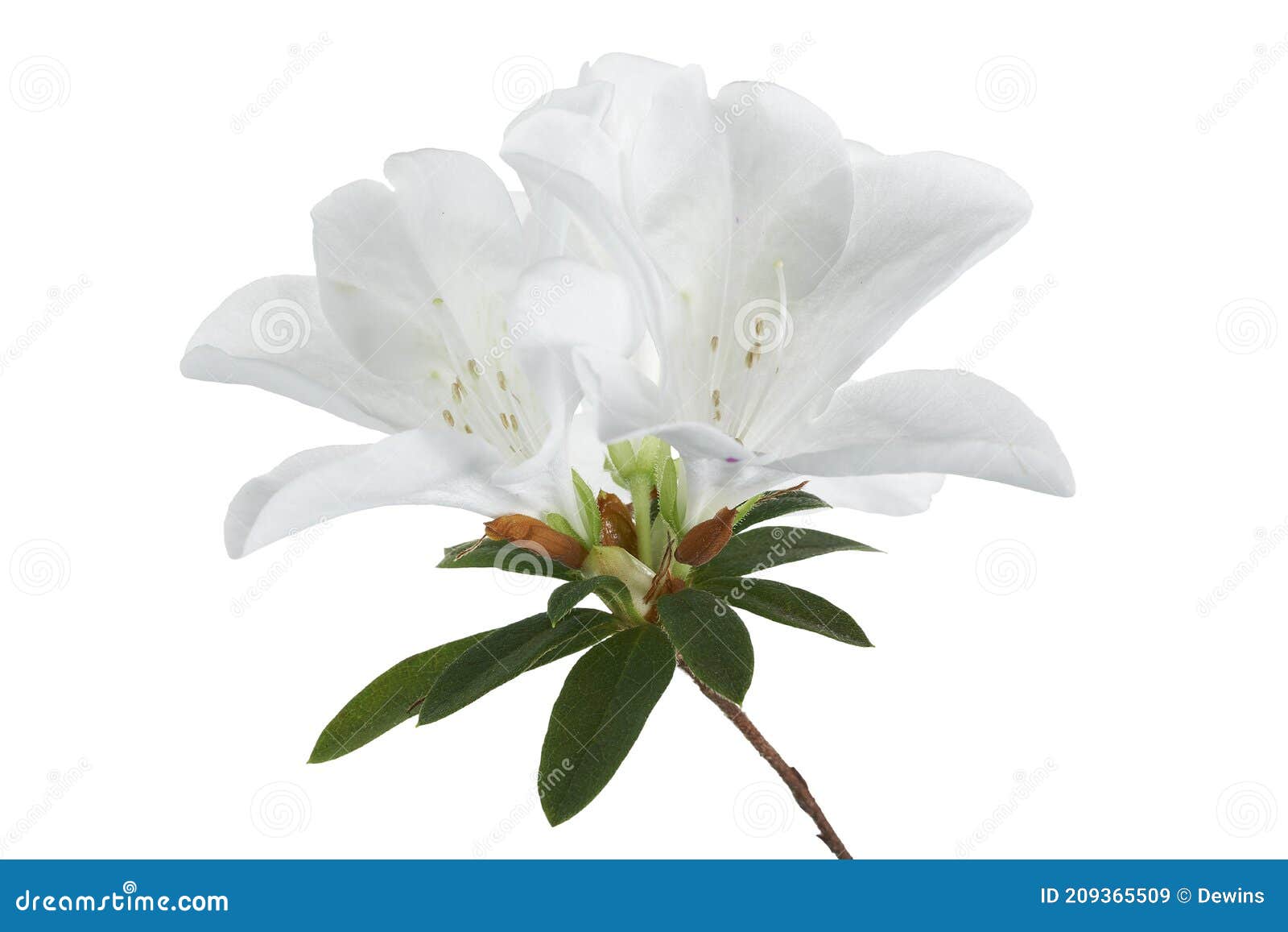 Azaleas Flowers with Leaves, White Flowers Isolated on White Background ...