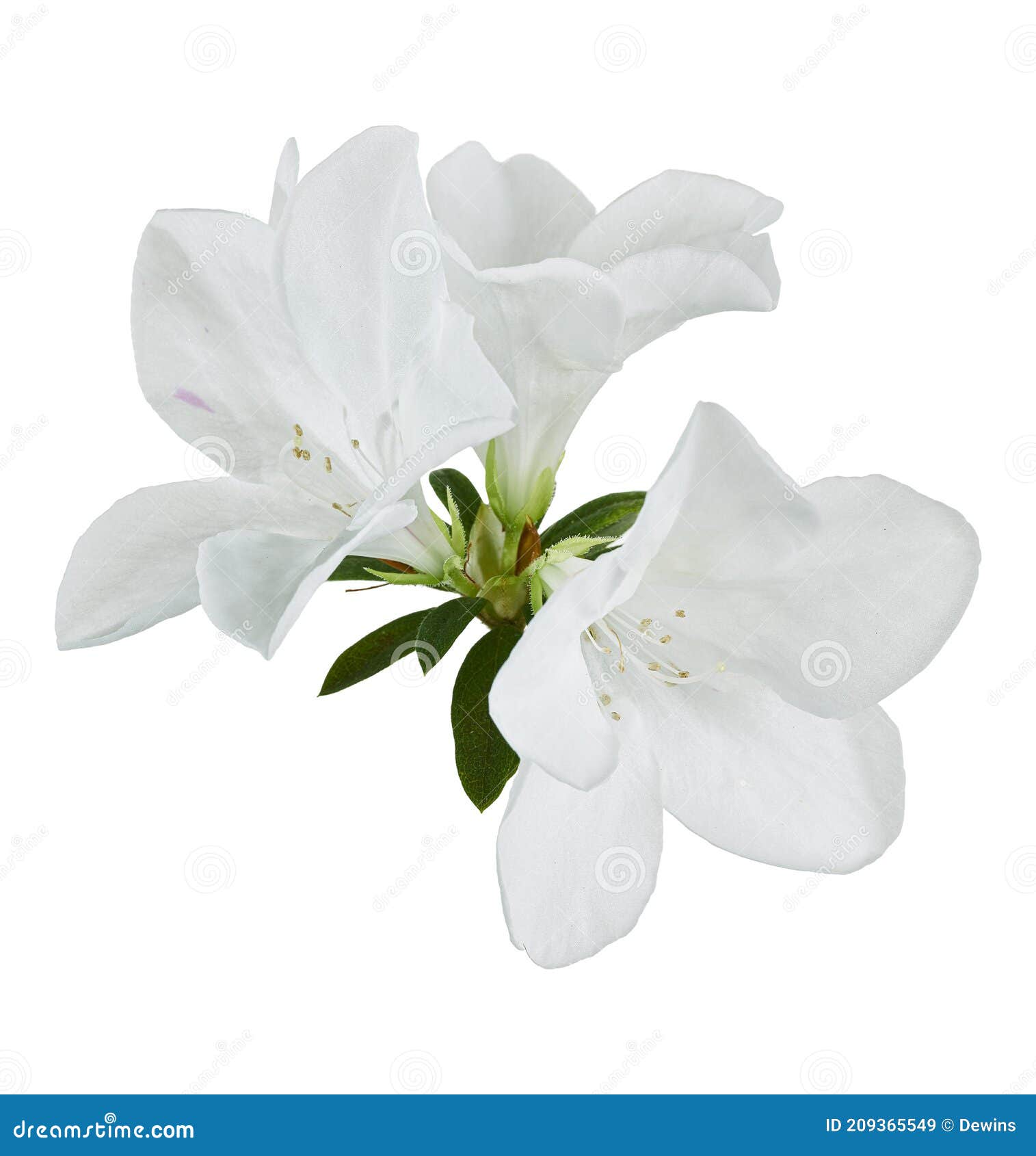 Azaleas Flowers with Leaves, White Flowers Isolated on White Background ...