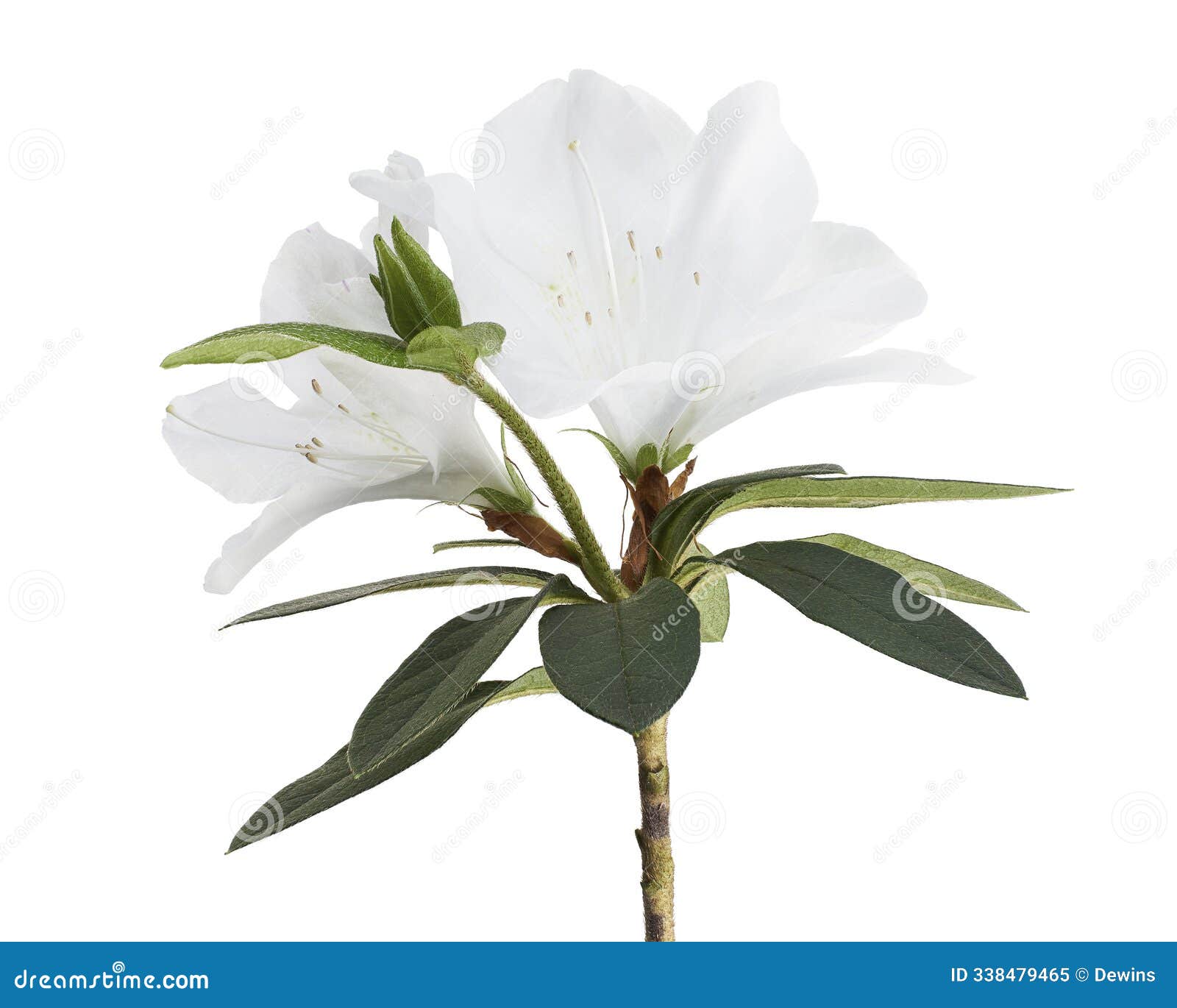 Azaleas Flowers with Leaves, White Flowers Isolated on White Background ...
