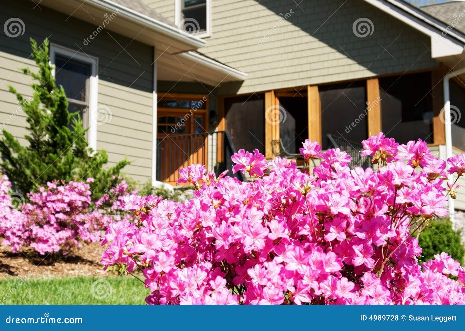 Azaleas at Front Door of House Stock Photo - Image of bush ...