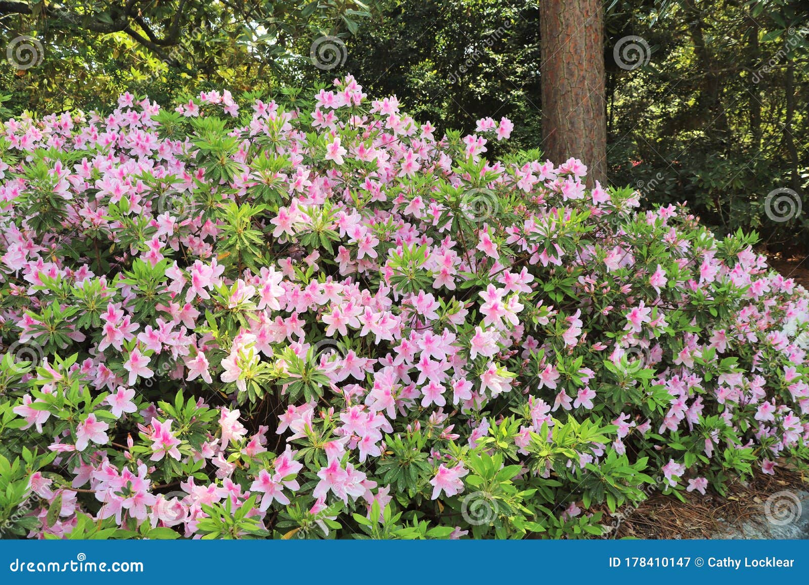 Azaleas in Full Bloom during Spring Time Stock Image - Image of flower ...