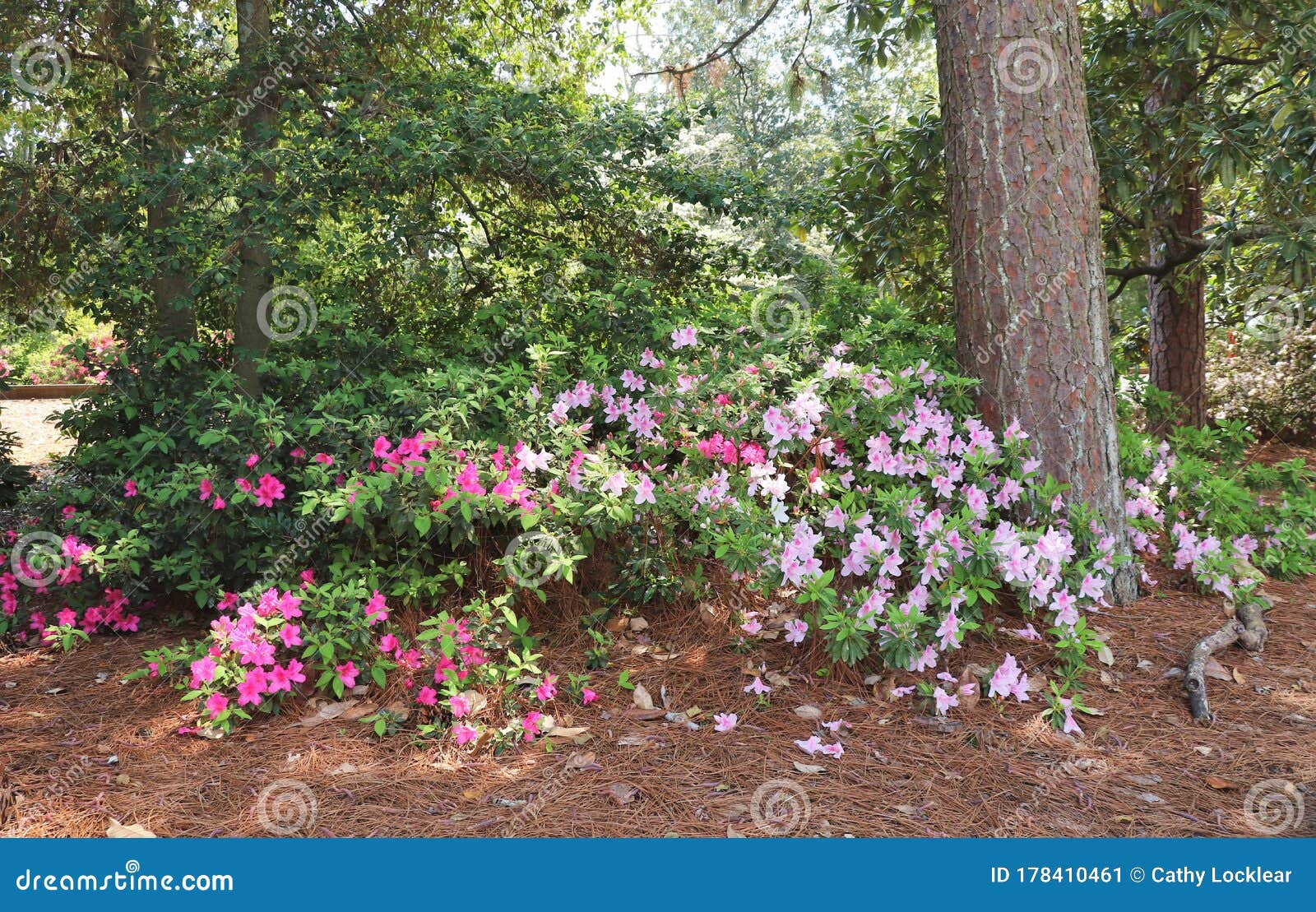 Azaleas in Full Bloom during Spring Time Stock Image - Image of ...