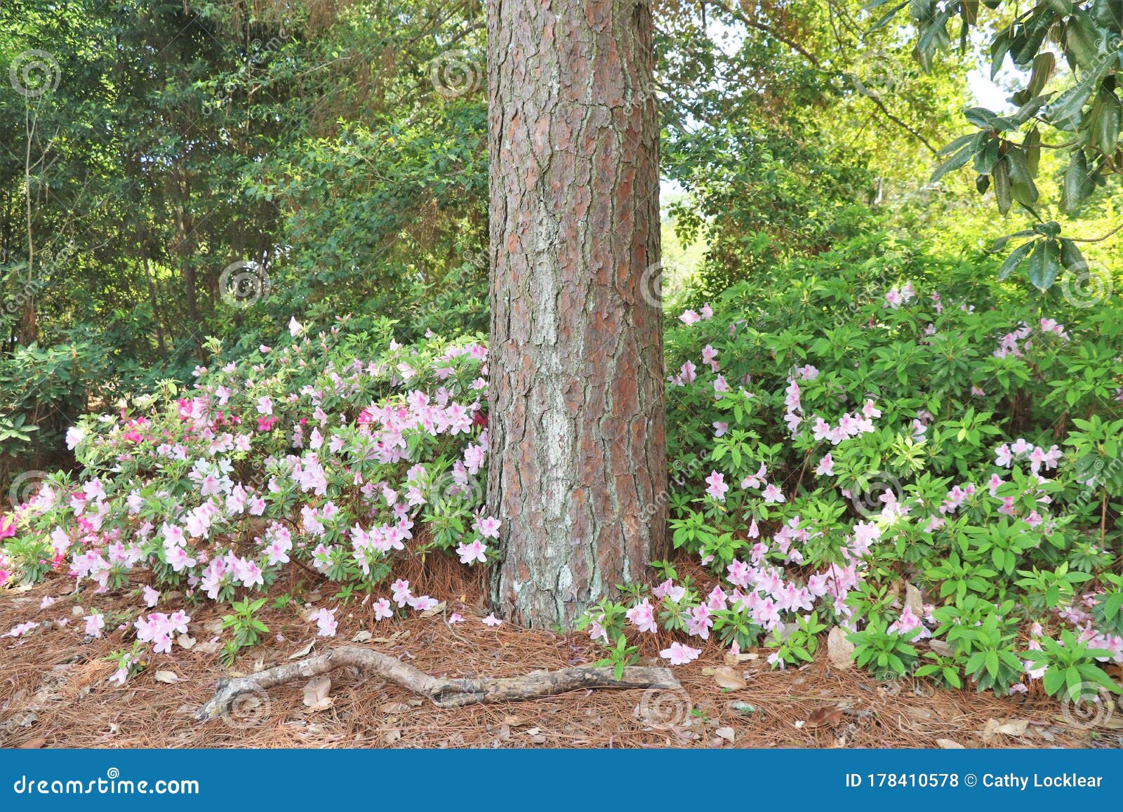Azaleas in Full Bloom during Spring Time Stock Photo - Image of bush ...