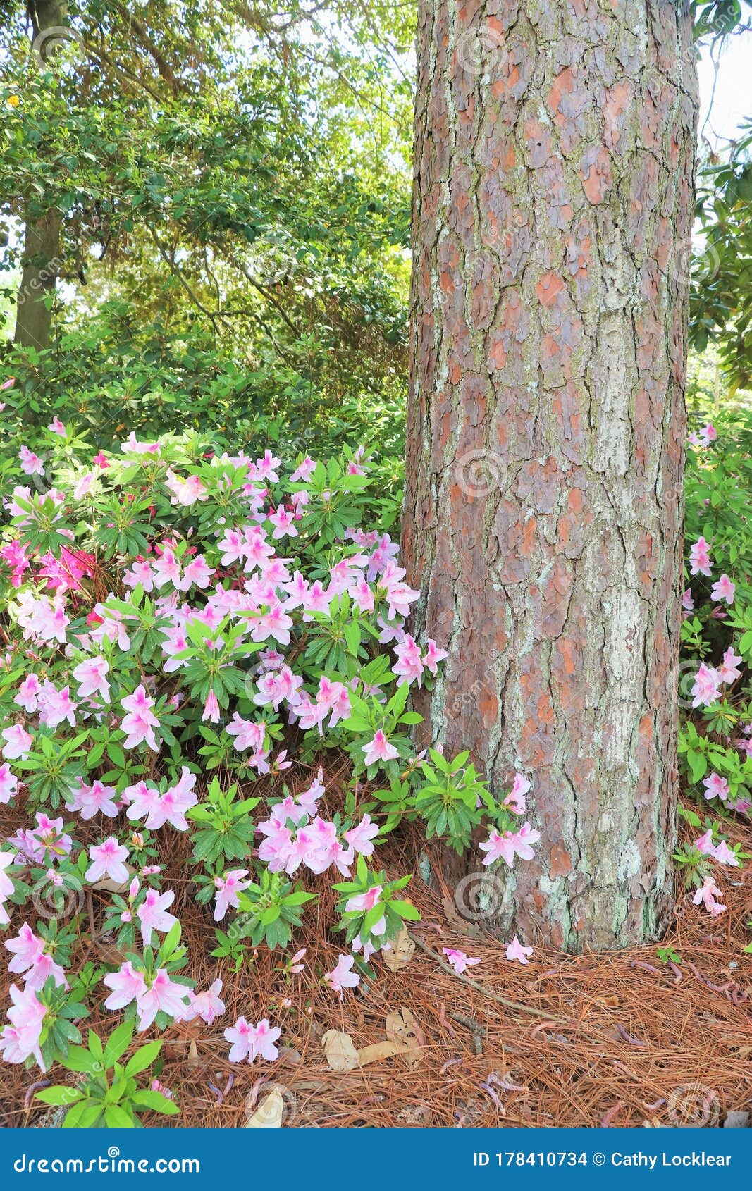 Azaleas in Full Bloom during Spring Time Stock Photo - Image of petal ...