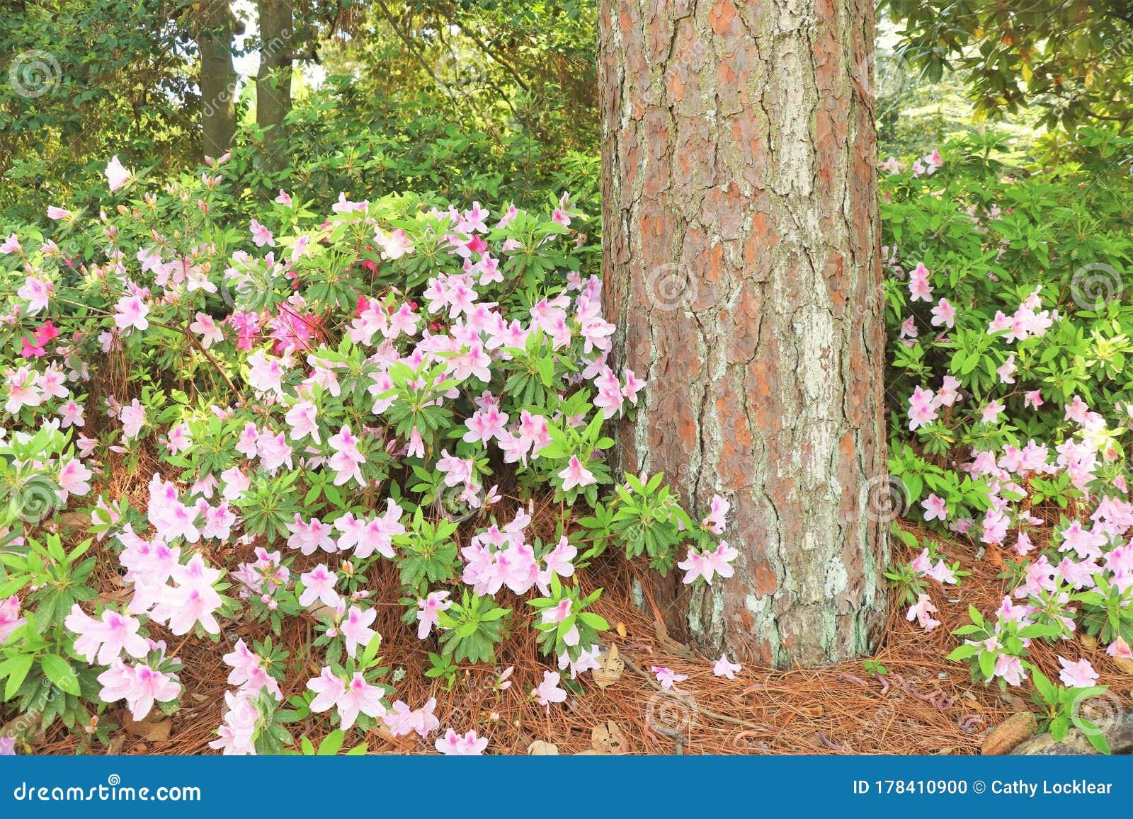 Azaleas in Full Bloom during Spring Time Stock Photo - Image of azalea ...