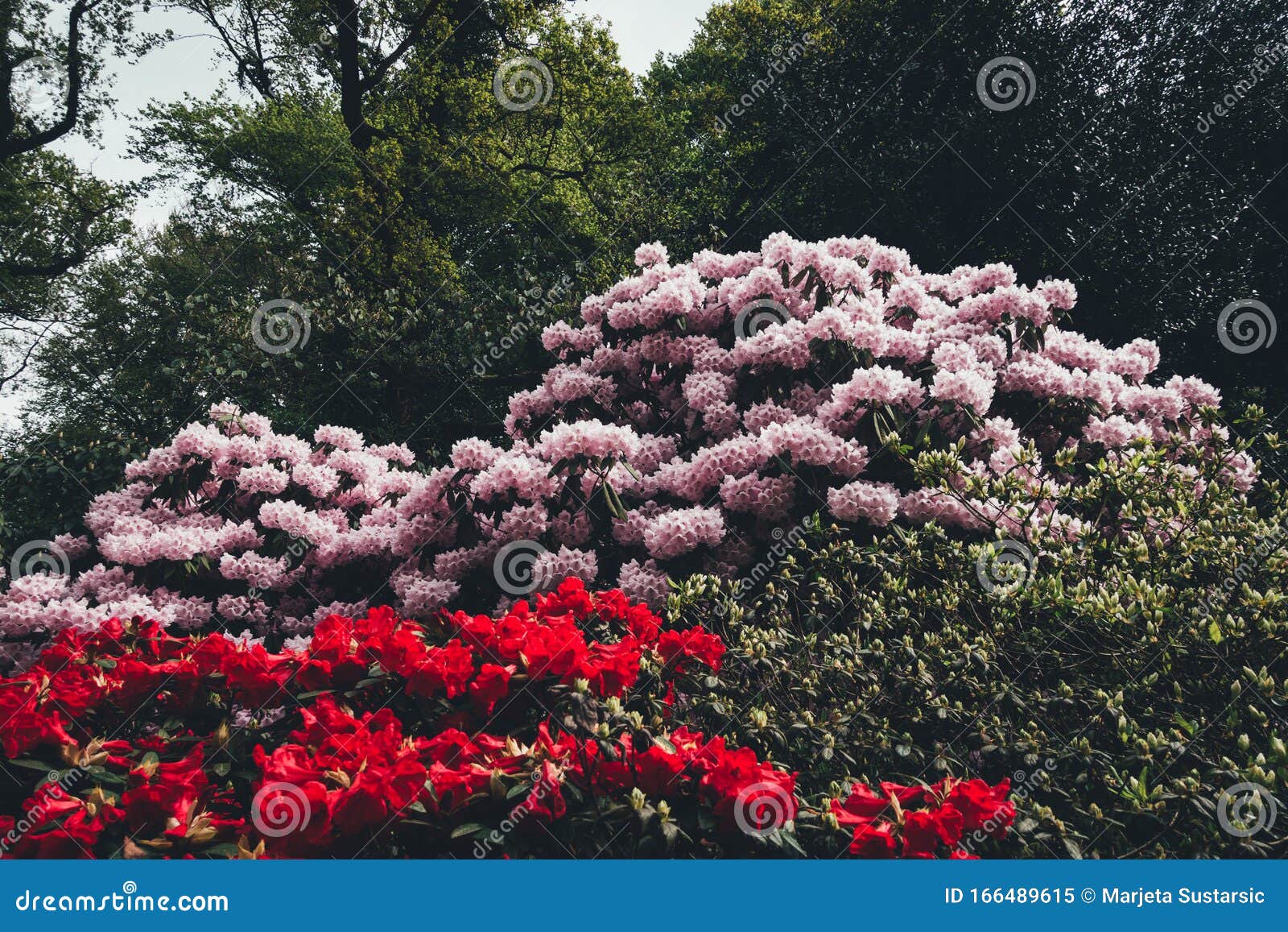 Azaleas Garden stock image. Image of flower, pink, floral - 166489615