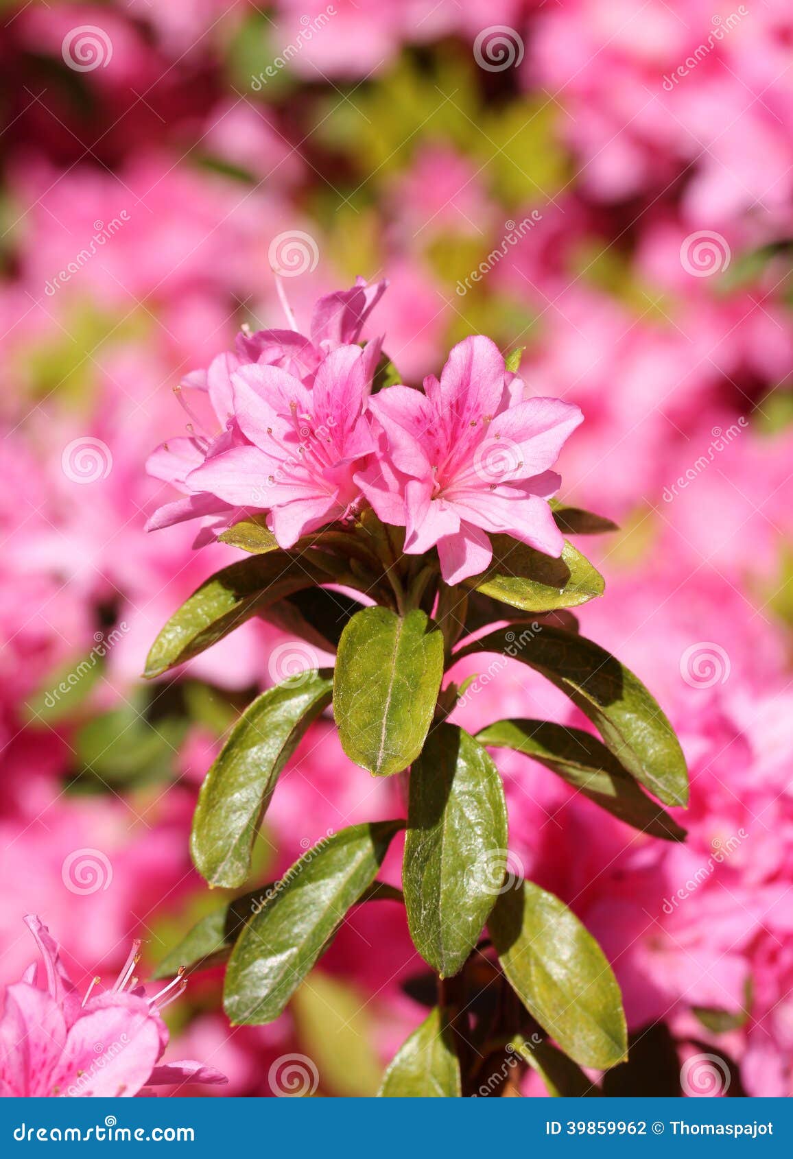 Azaleas japonesas foto de archivo. Imagen de verde, rosa - 39859962