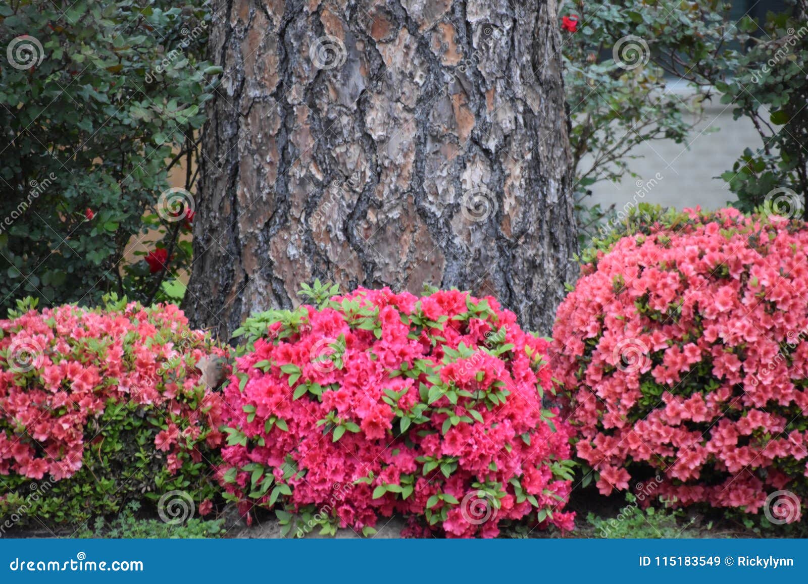 Azaleas with a Pine Tree Back Ground Stock Image - Image of green ...