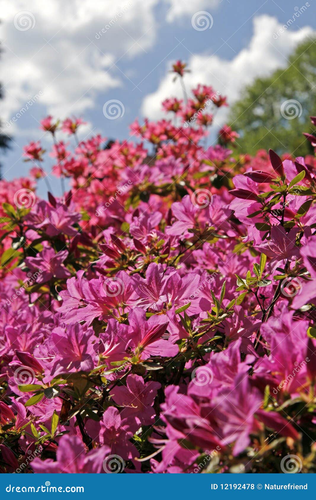 Azaleas in spring stock photo. Image of garden, light - 12192478