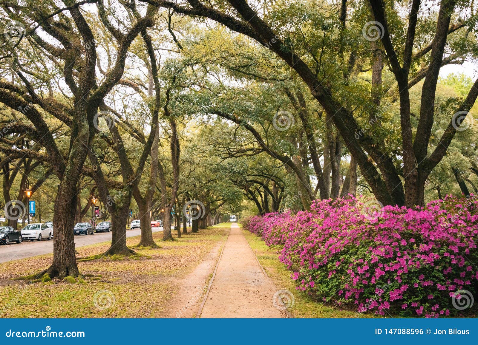 Azaleas and Trees Along a Path at Rice University, Houston, Texas ...