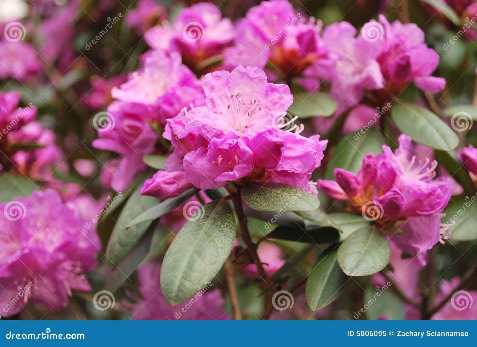 Azalee stockbild. Bild von schön, farben, blüte, blühen - 5006095