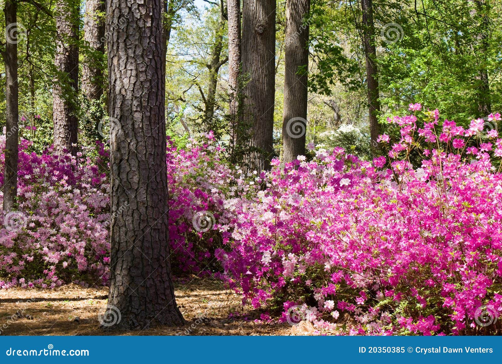 Azalee-Garten stockbild. Bild von blumen, garten, rosa - 20350385