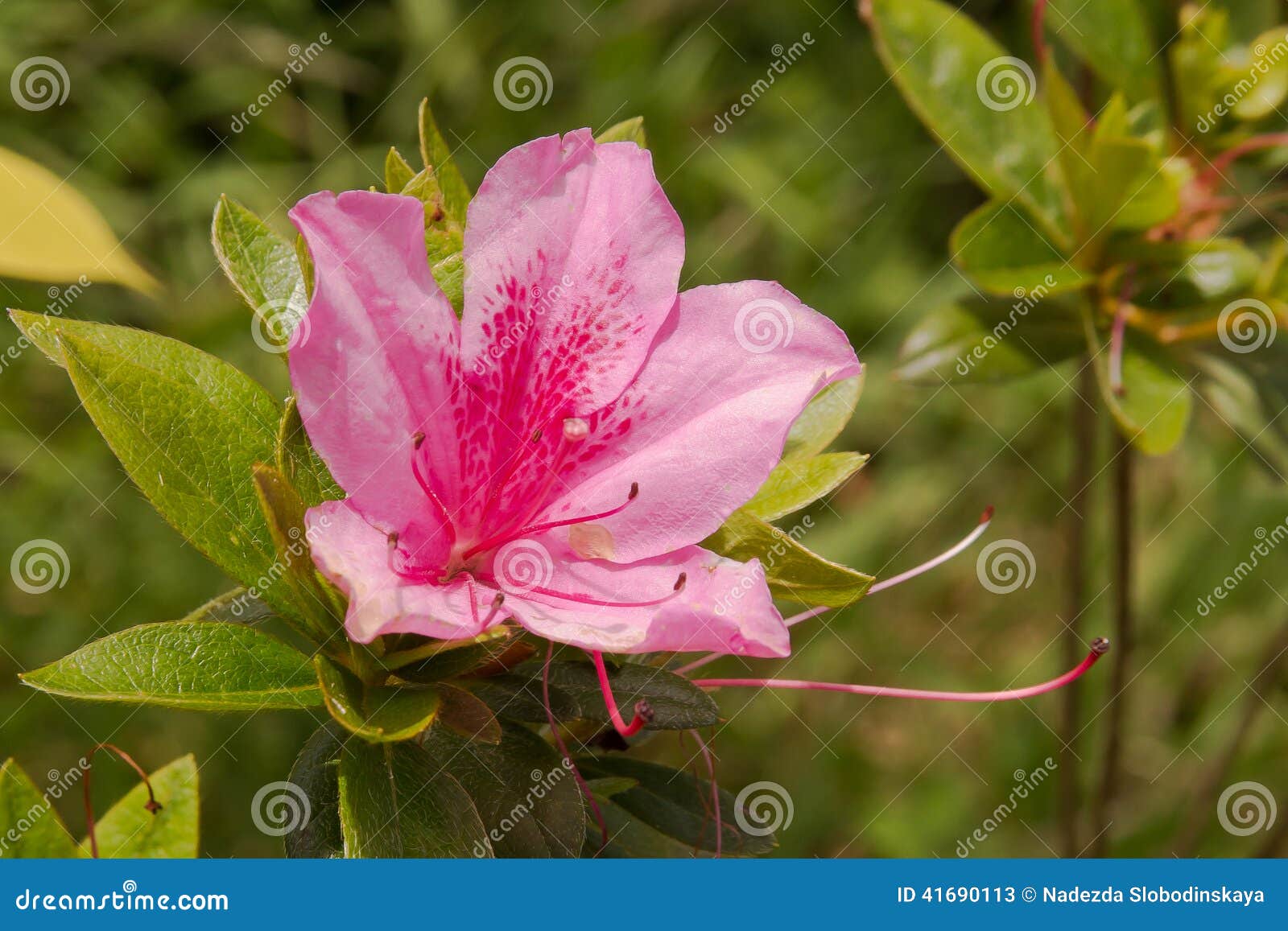 Azalee Rosa Che Fioriscono in Primavera Immagine Stock - Immagine di ...