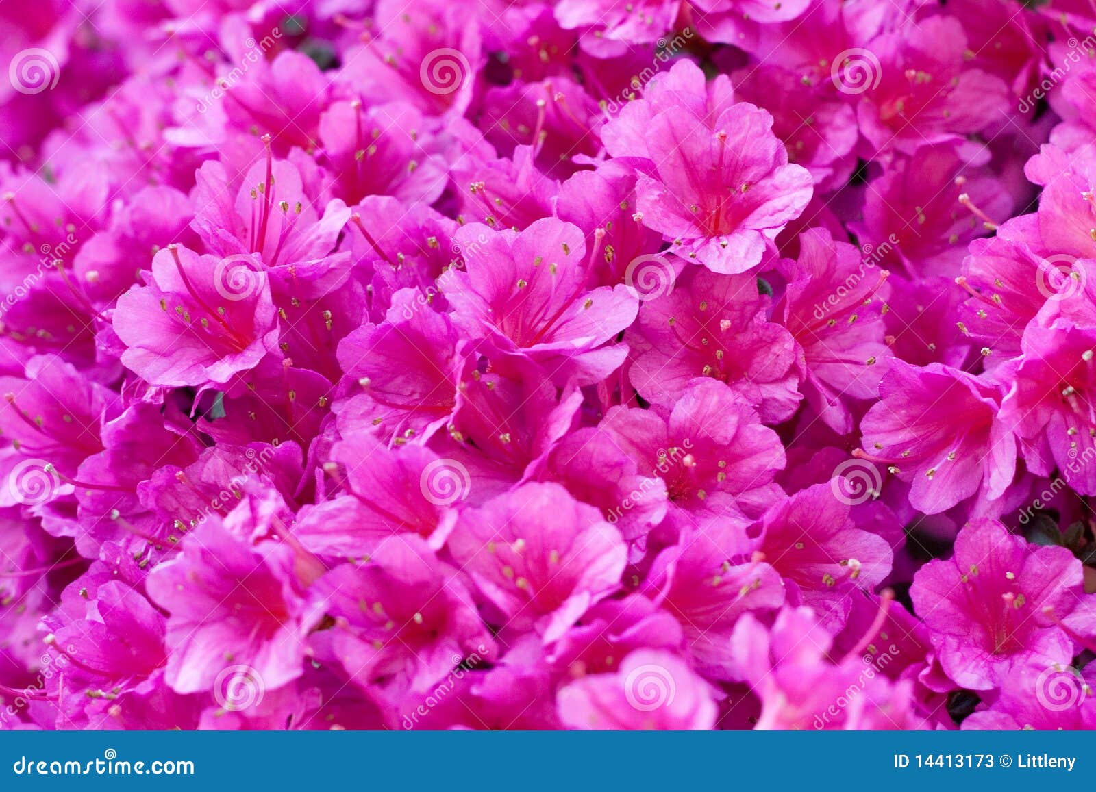 Azaleen stockbild. Bild von farbe, frech, rosa, blumen - 14413173