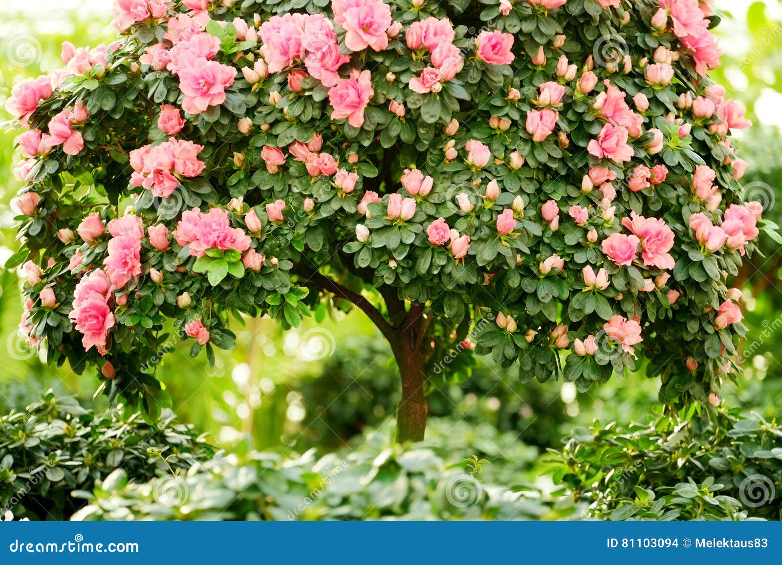 Azaleen auf einem Baum stockfoto. Bild von azalee, blumenblatt - 81103094