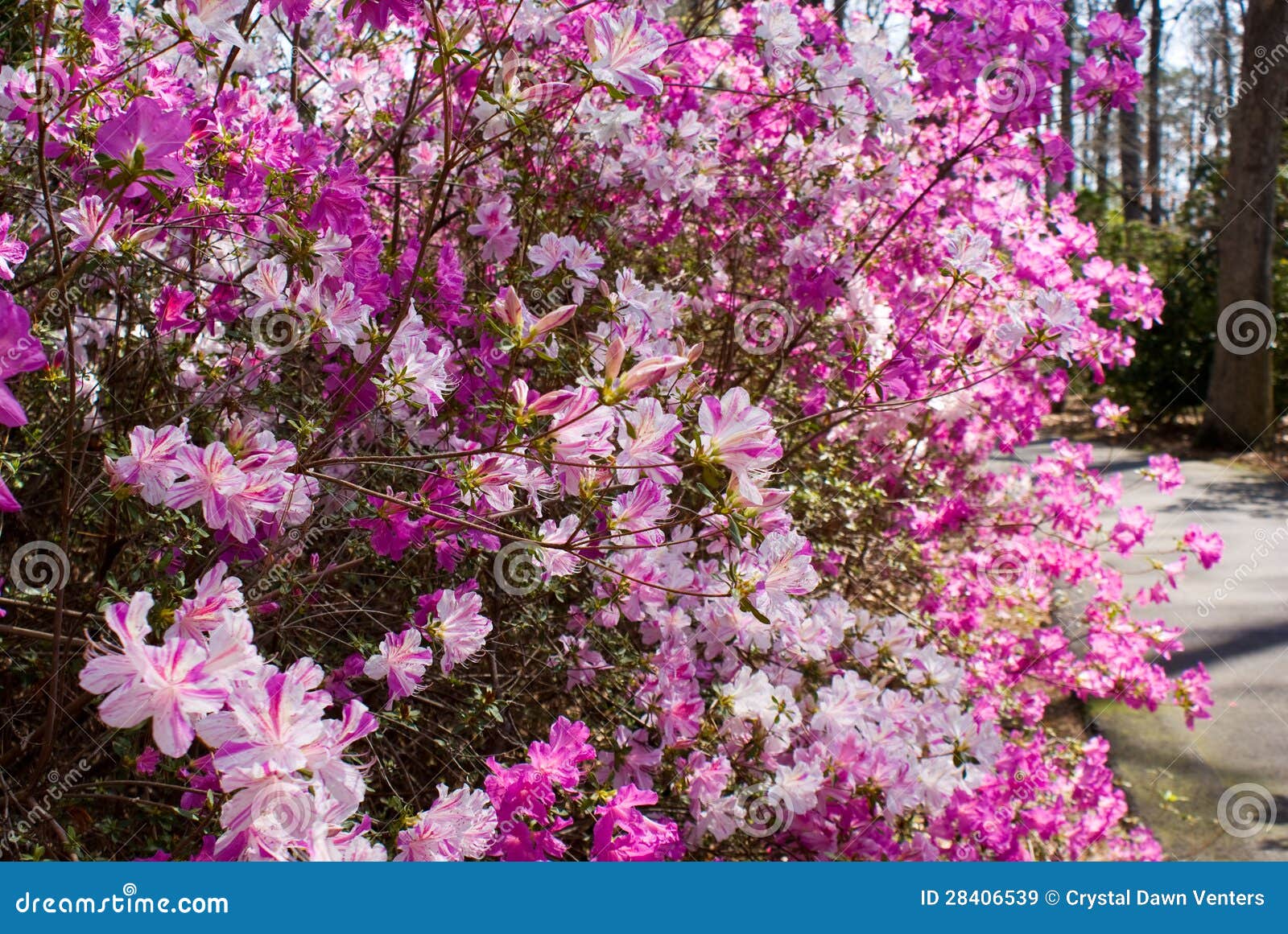 Azalie obraz stock. Obraz złożonej z tabulator, greenbacks - 28406539