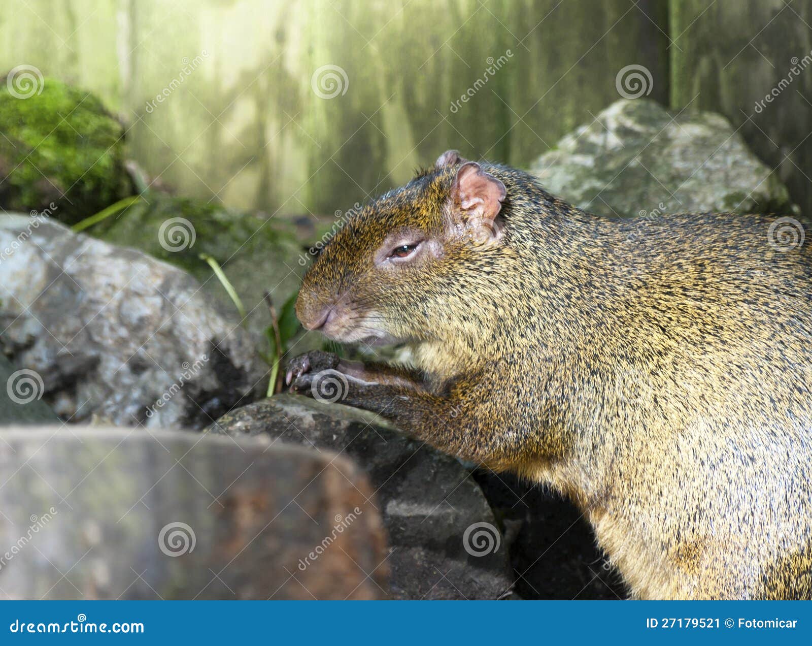 Azara Agouti stock image. Image of short, claws, agouti - 27179521