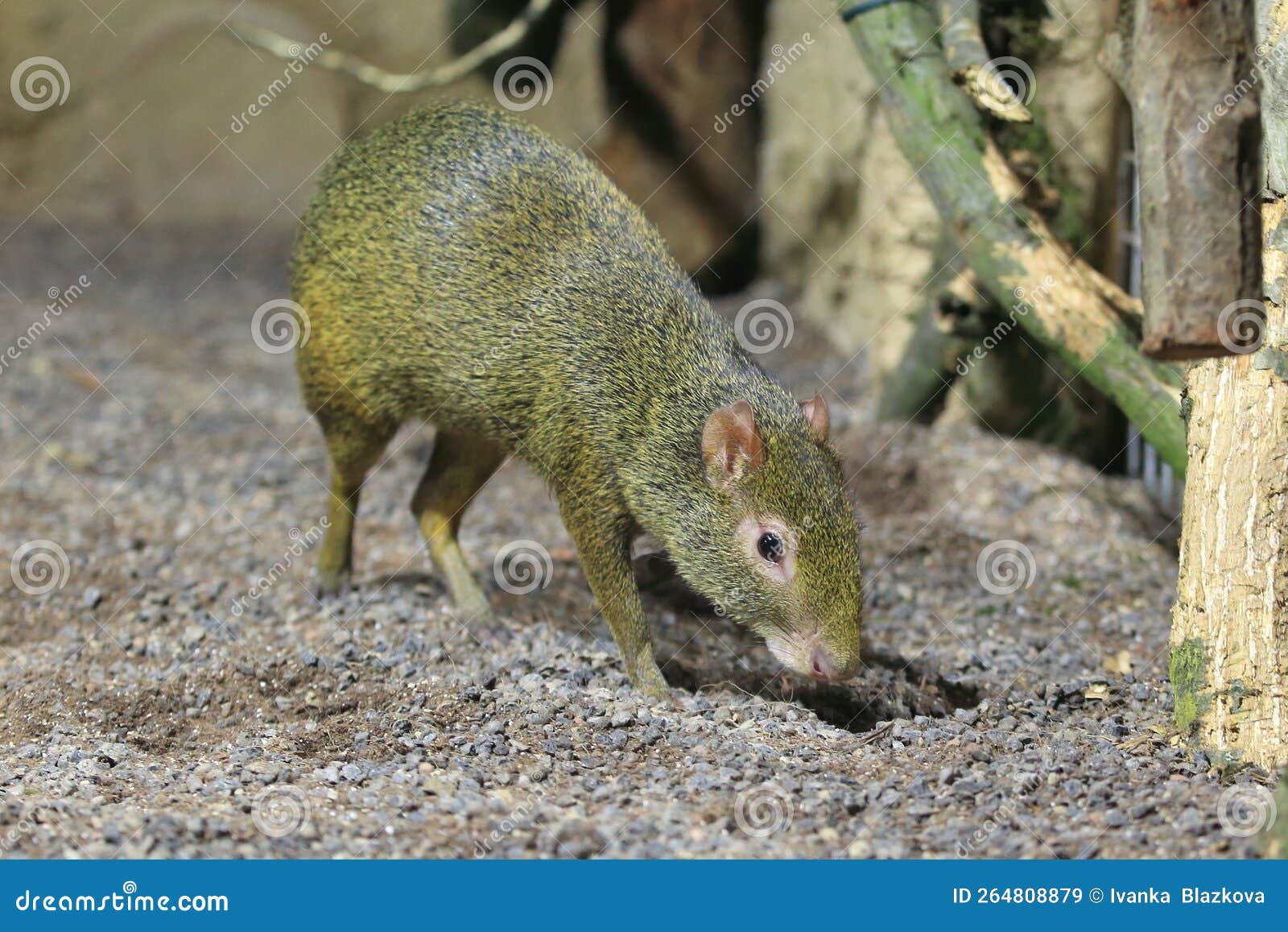 Azara`s Agouti Rodent : A South American Agouti Species Rodent From The ...