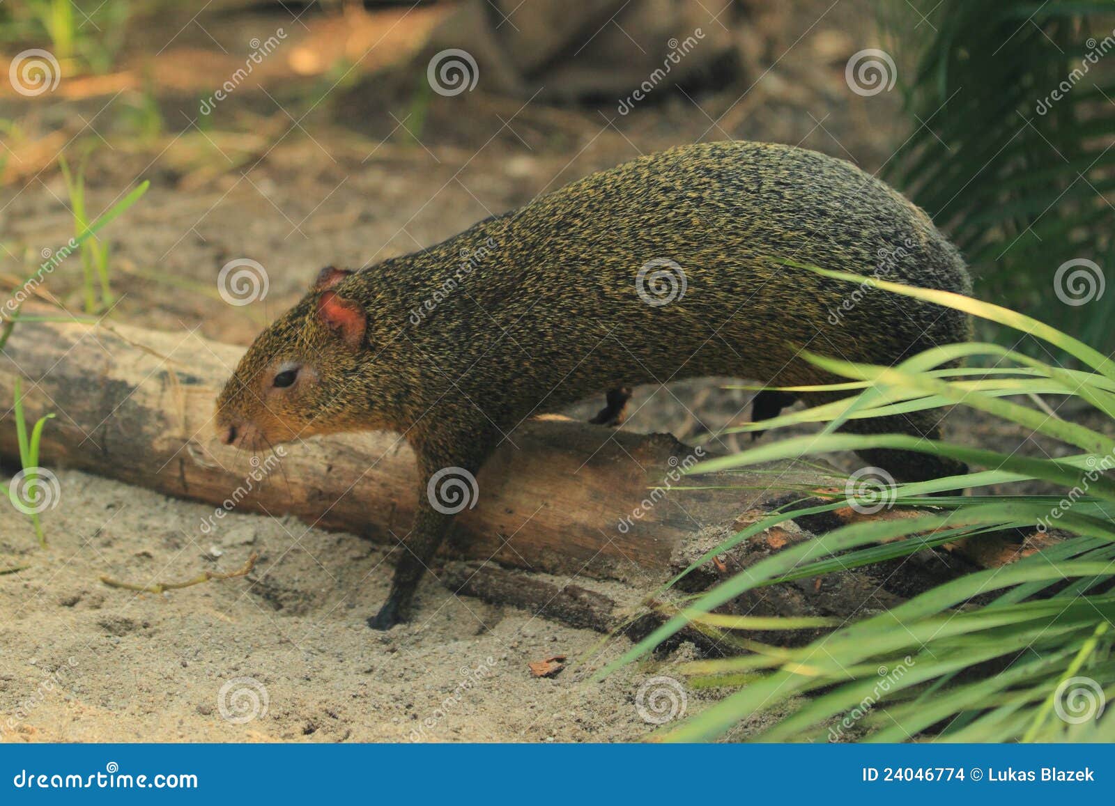 Azara s agouti stock photo. Image of agouti, azara, american - 24046774