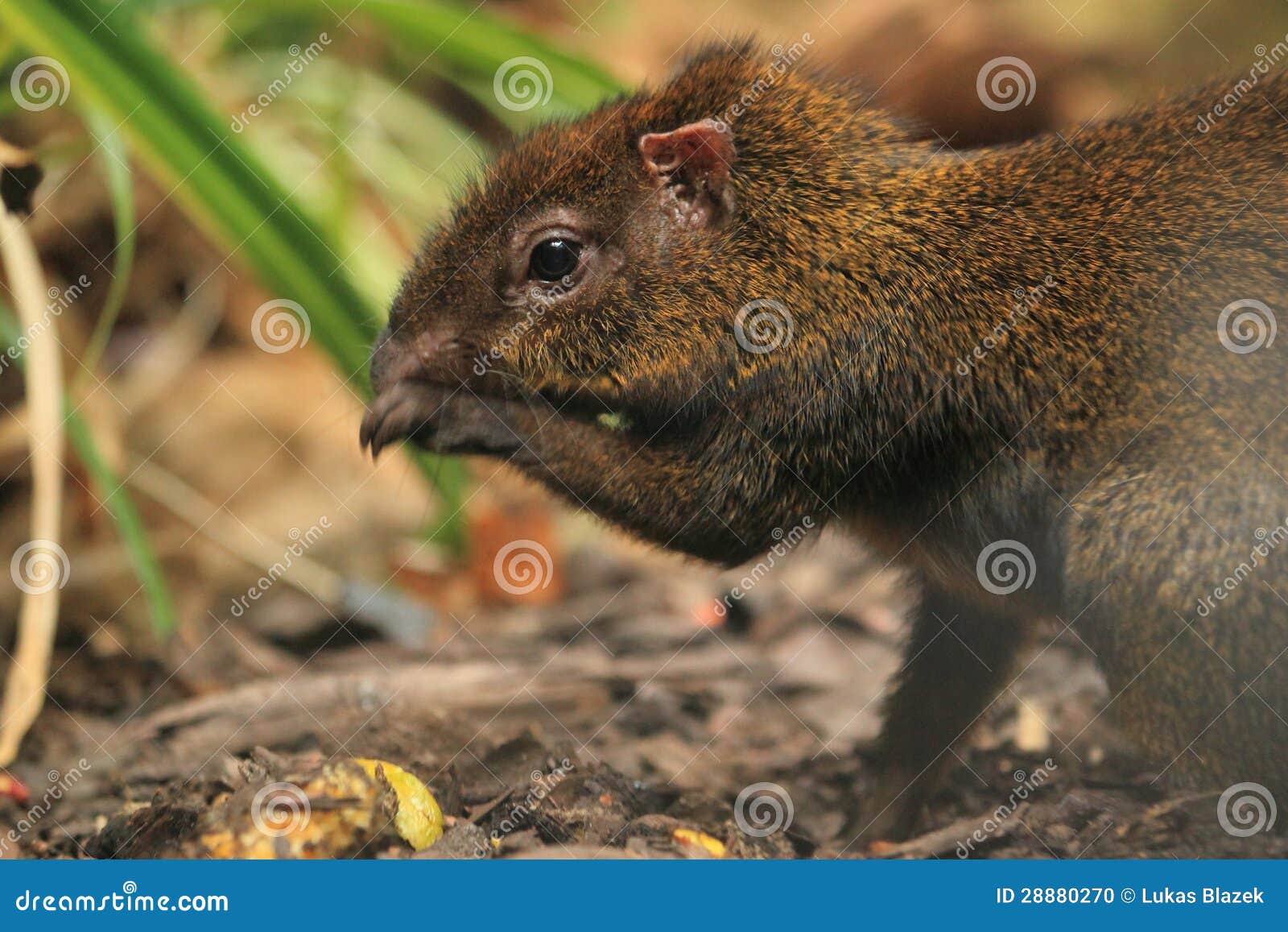 Azara s agouti stock photo. Image of detail, dasyprocta - 28880270