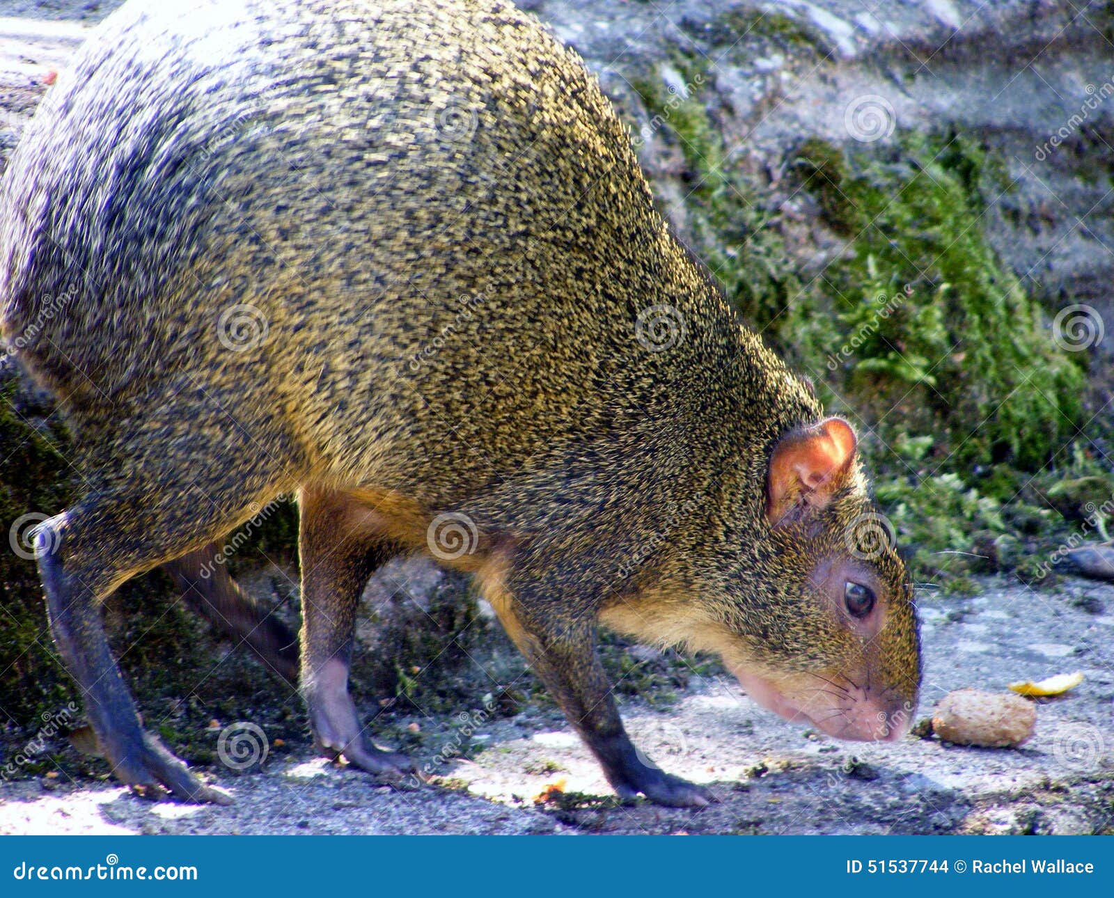Azara s Agouti stock photo. Image of dasyprocta, mammal - 51537744