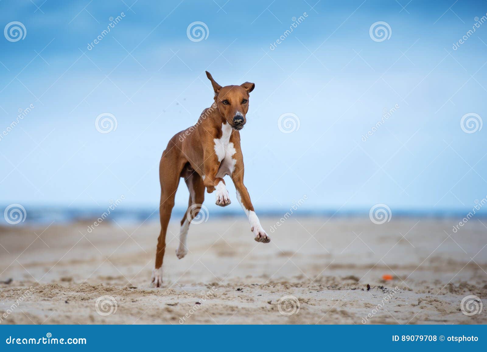 Azawakh Dog Running on the Beach Stock Photo - Image of beach ...